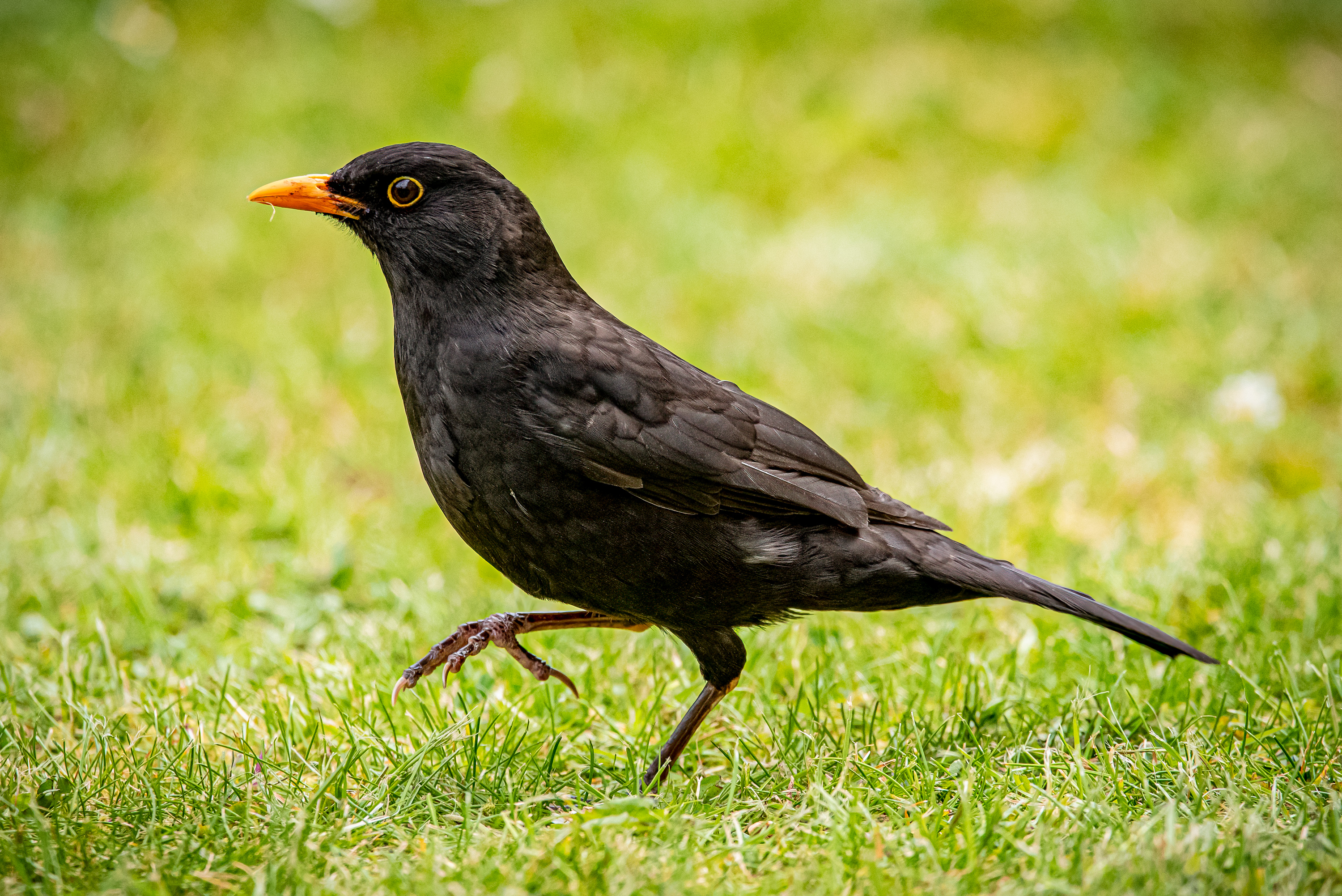 Birds.ie → Blackbird