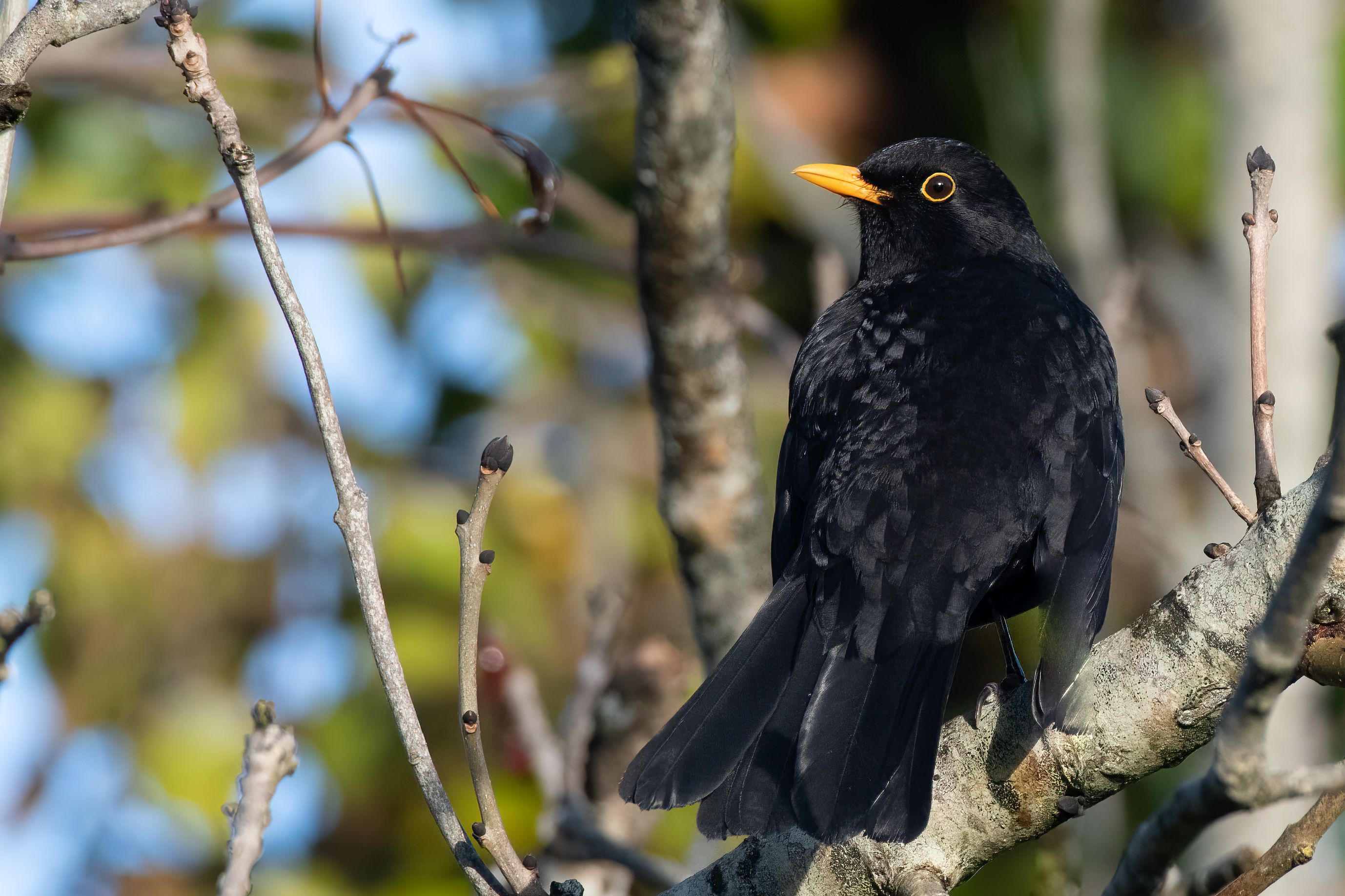 Birds.ie → Blackbird