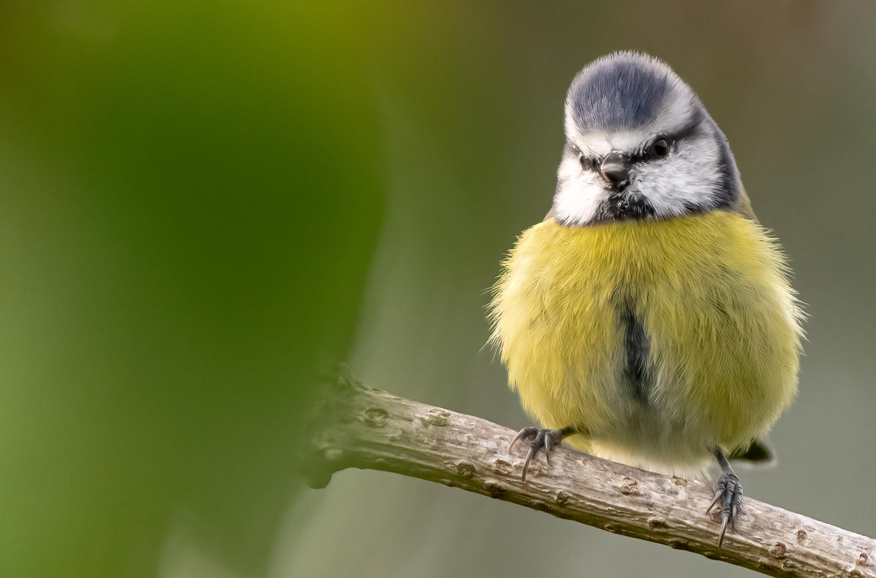Birds.ie → Blue Tit