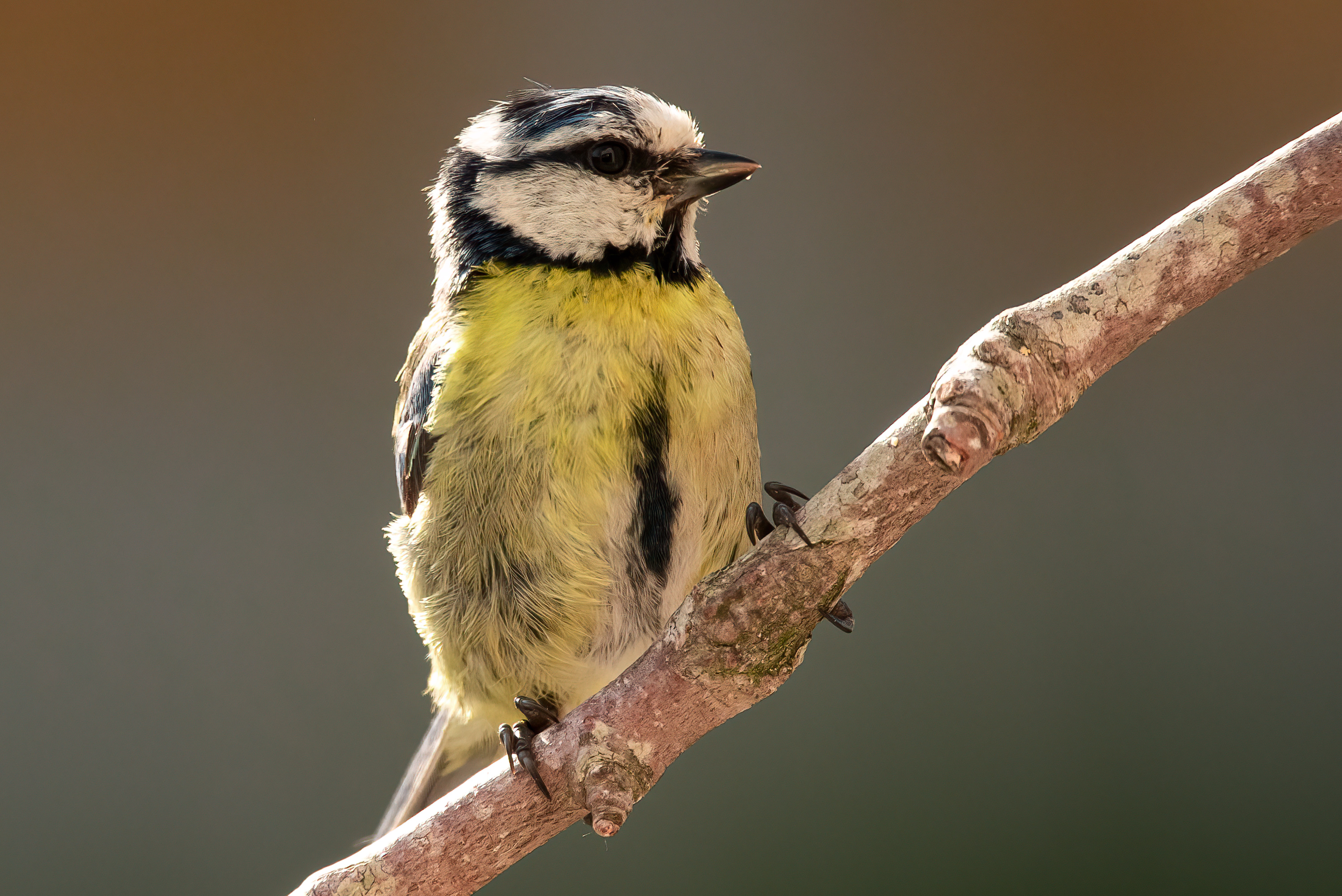 Birds.ie → Blue Tit
