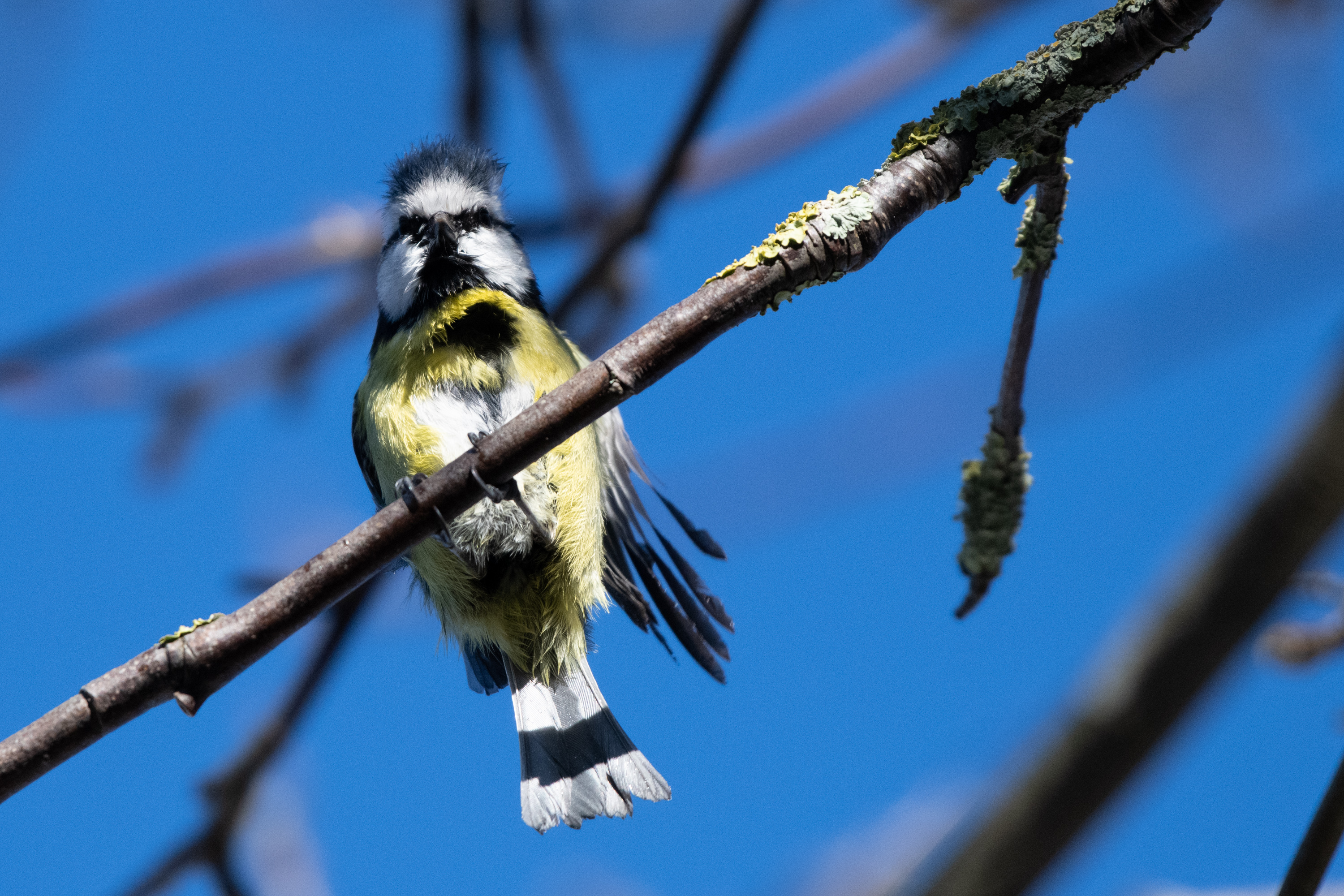 Birds.ie → Blue Tit