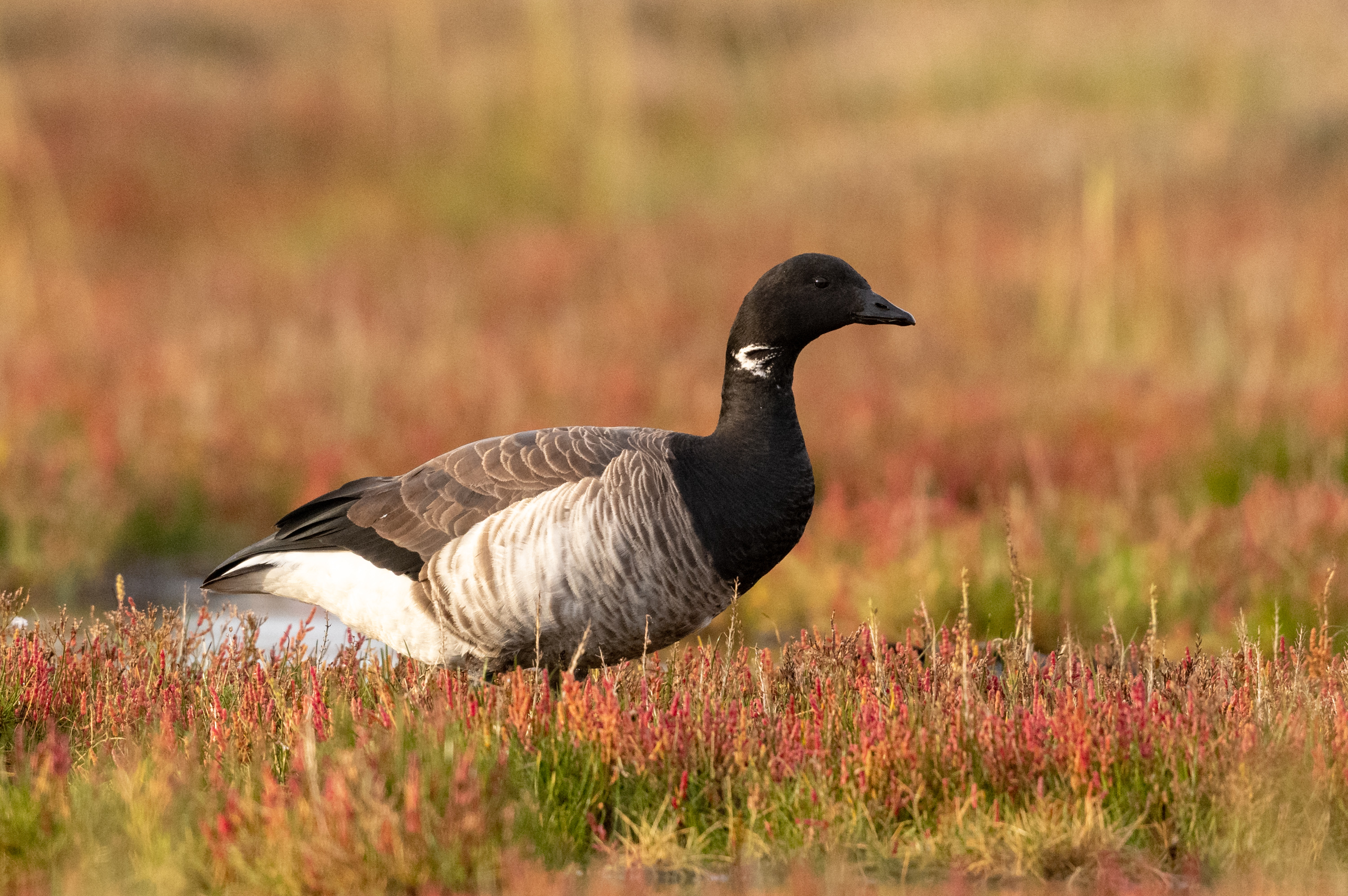 Birds.ie → Brent Goose