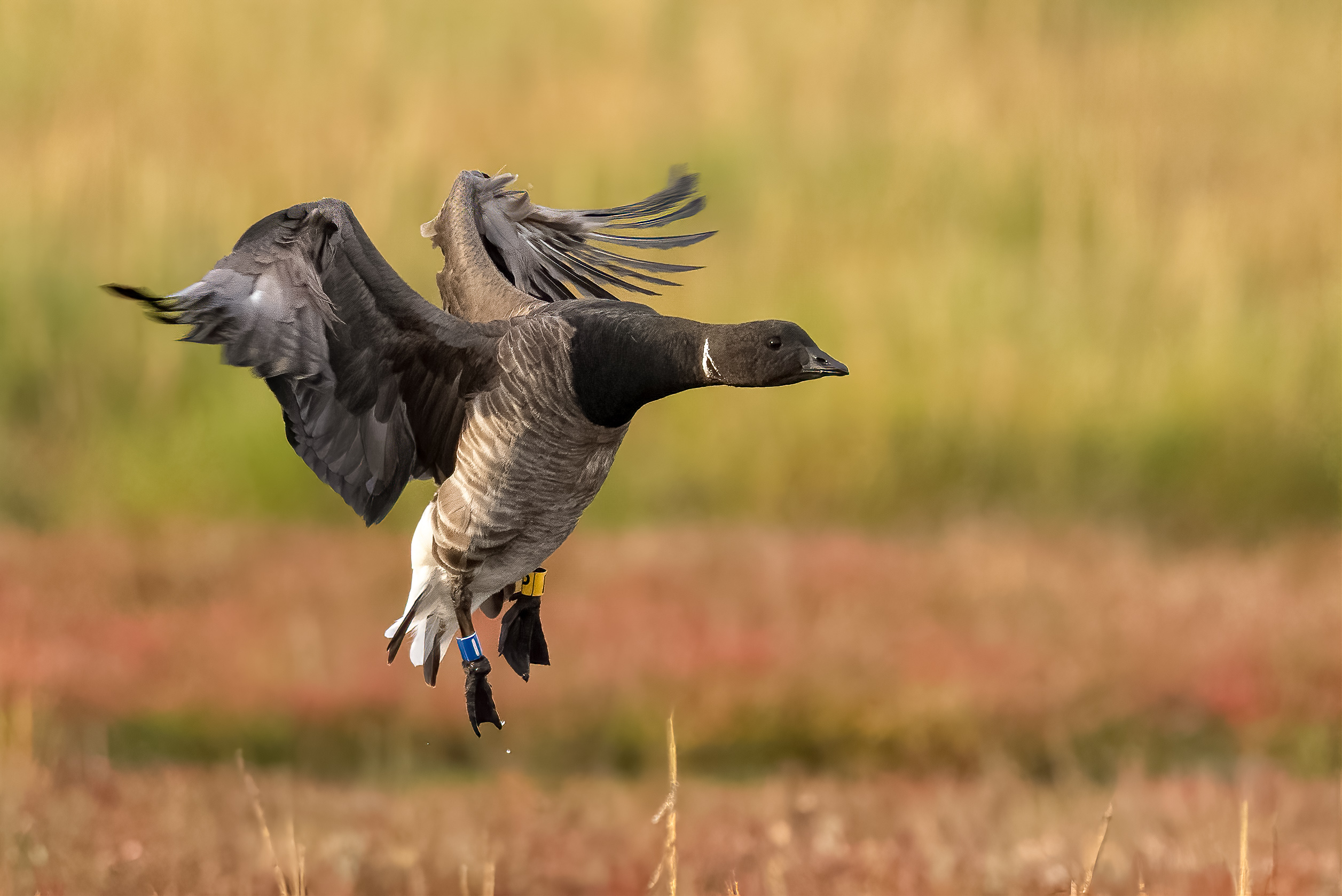 Birds.ie → Brent Goose