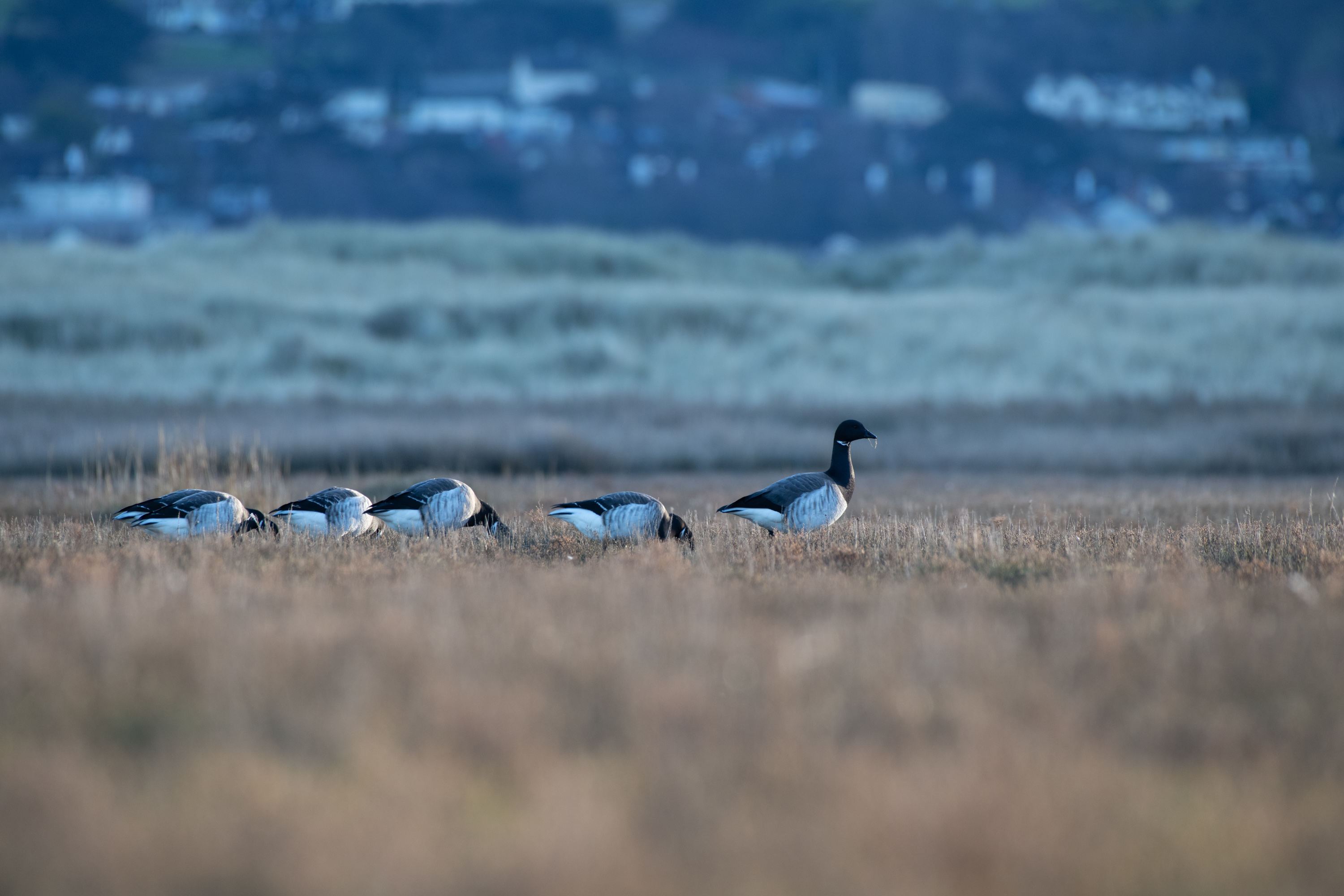 Birds.ie → Brent Goose