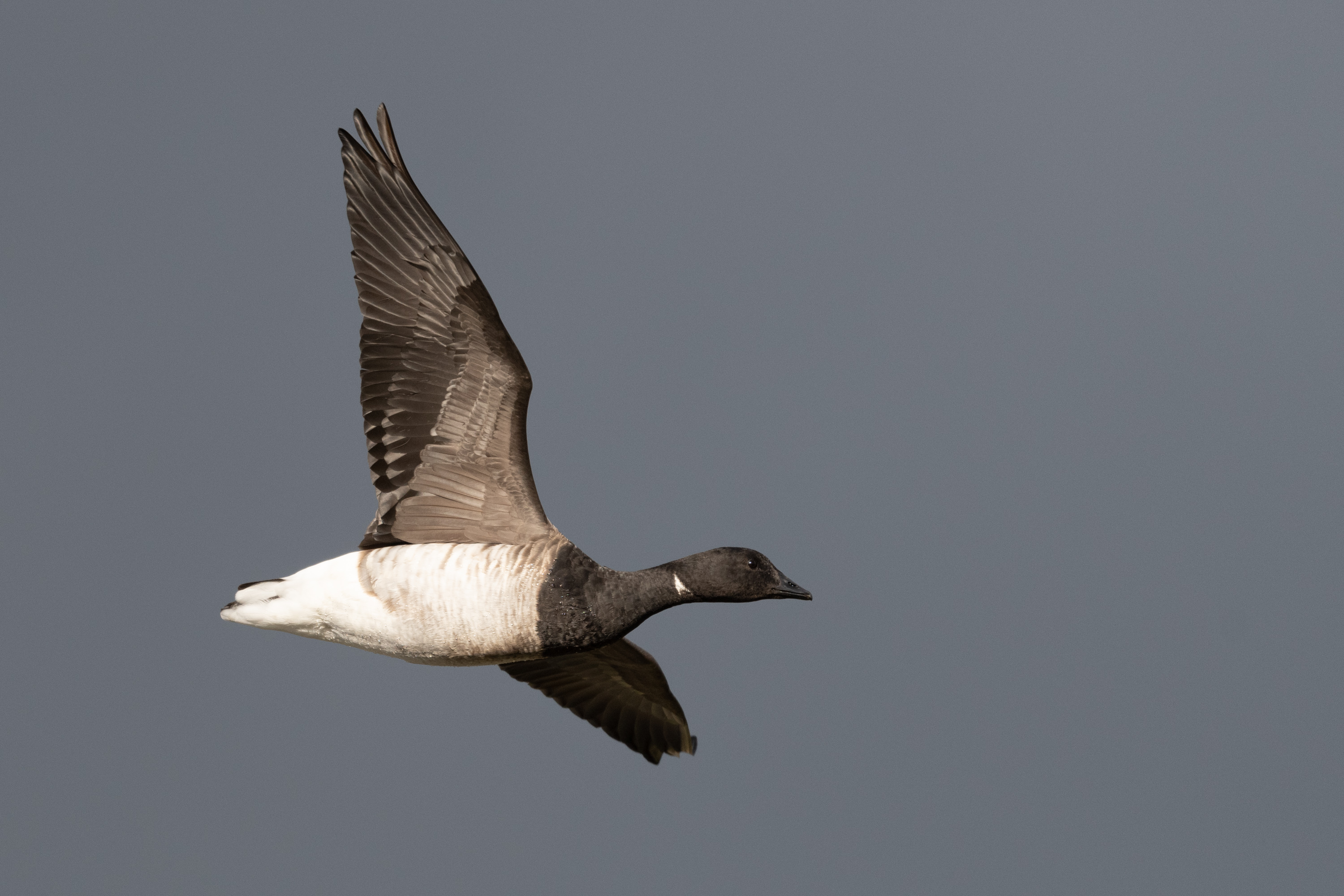 Birds.ie → Brent Goose