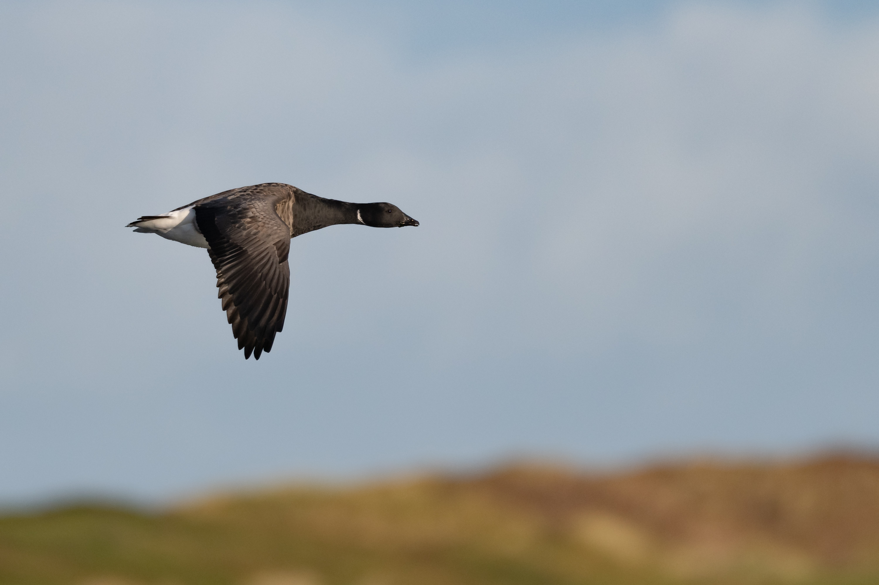 Birds.ie → Brent Goose