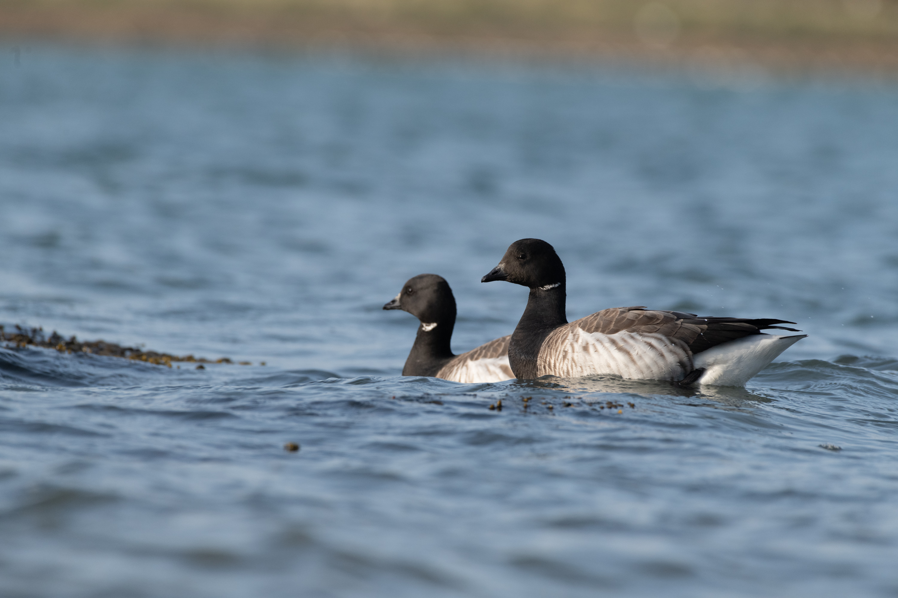 Birds.ie → Brent Goose