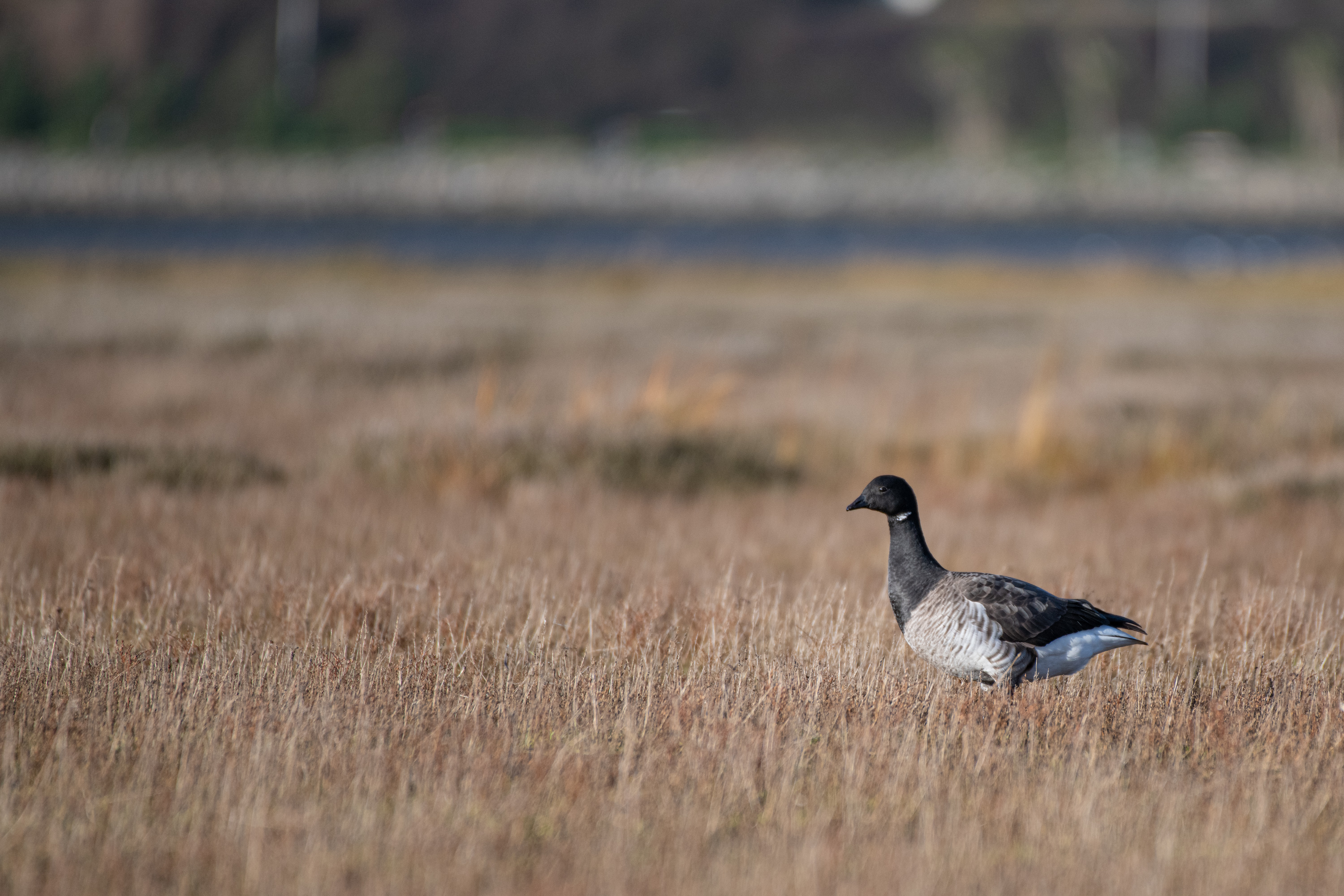 Birds.ie → Brent Goose