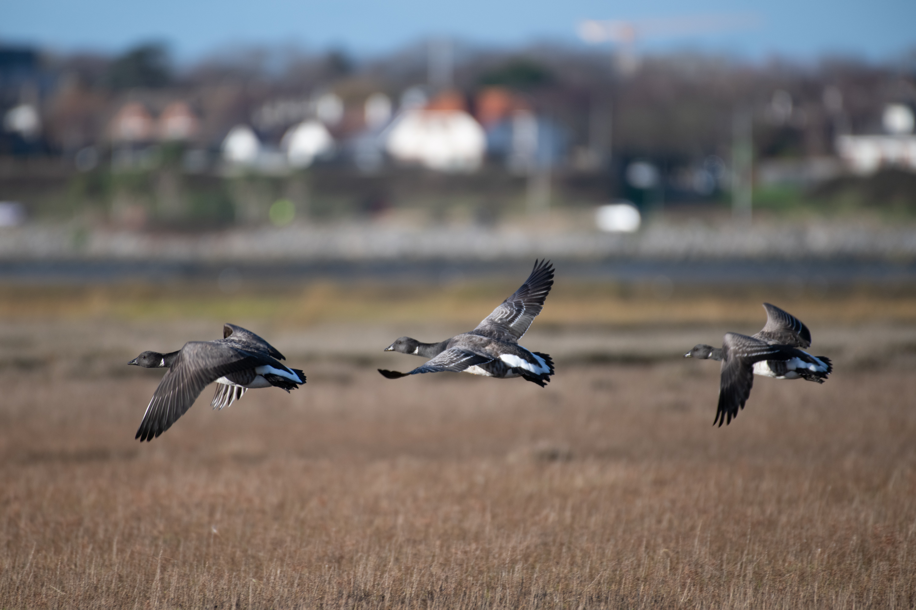 Birds.ie → Brent Goose