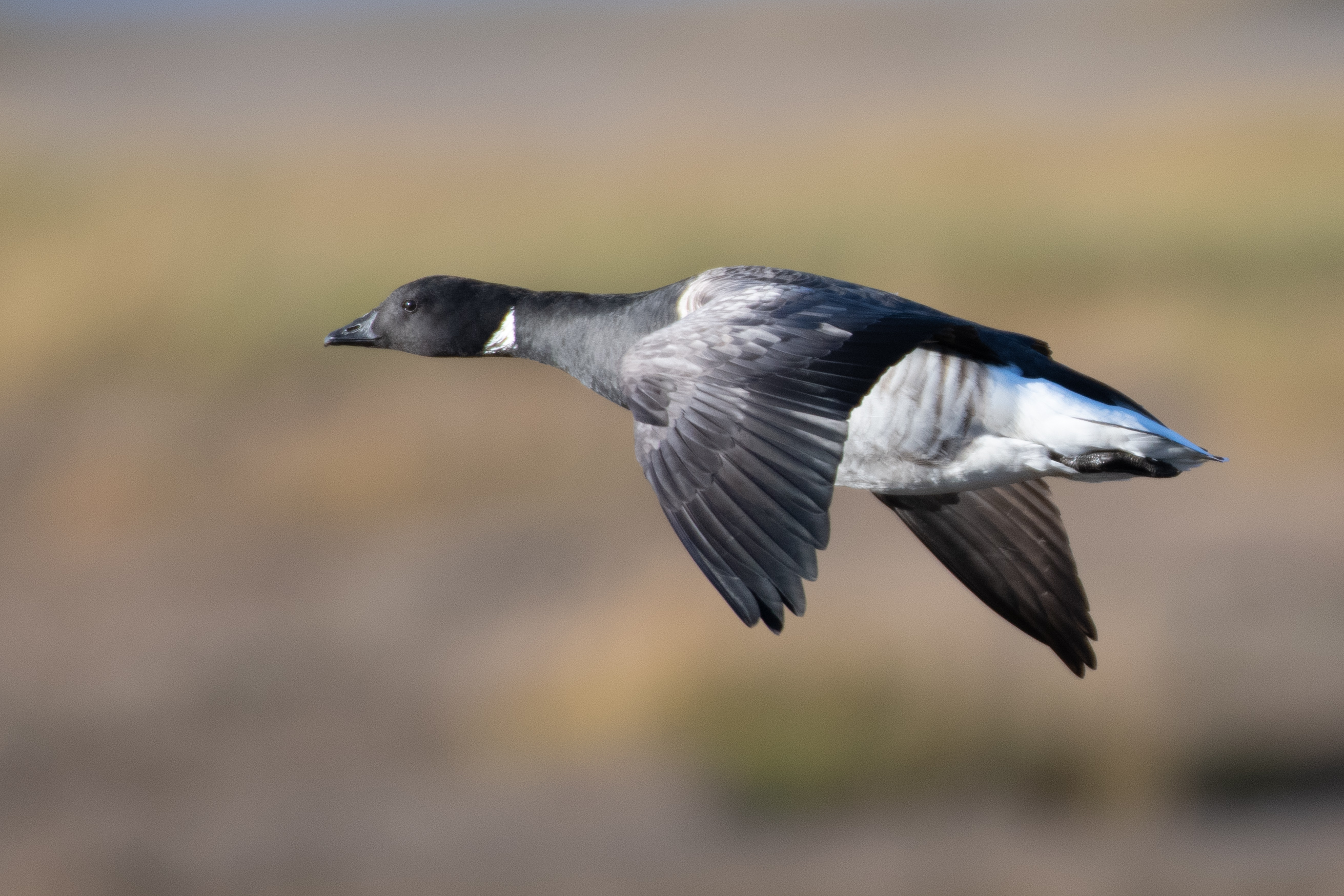 Birds.ie → Brent Goose