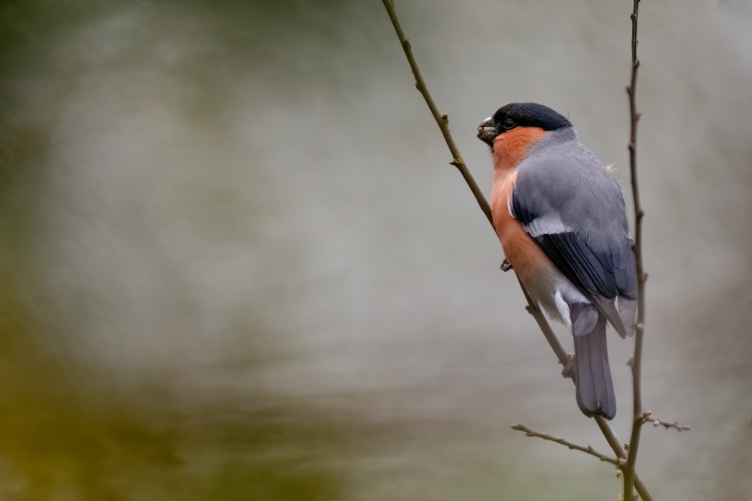 Birds.ie → Bullfinch