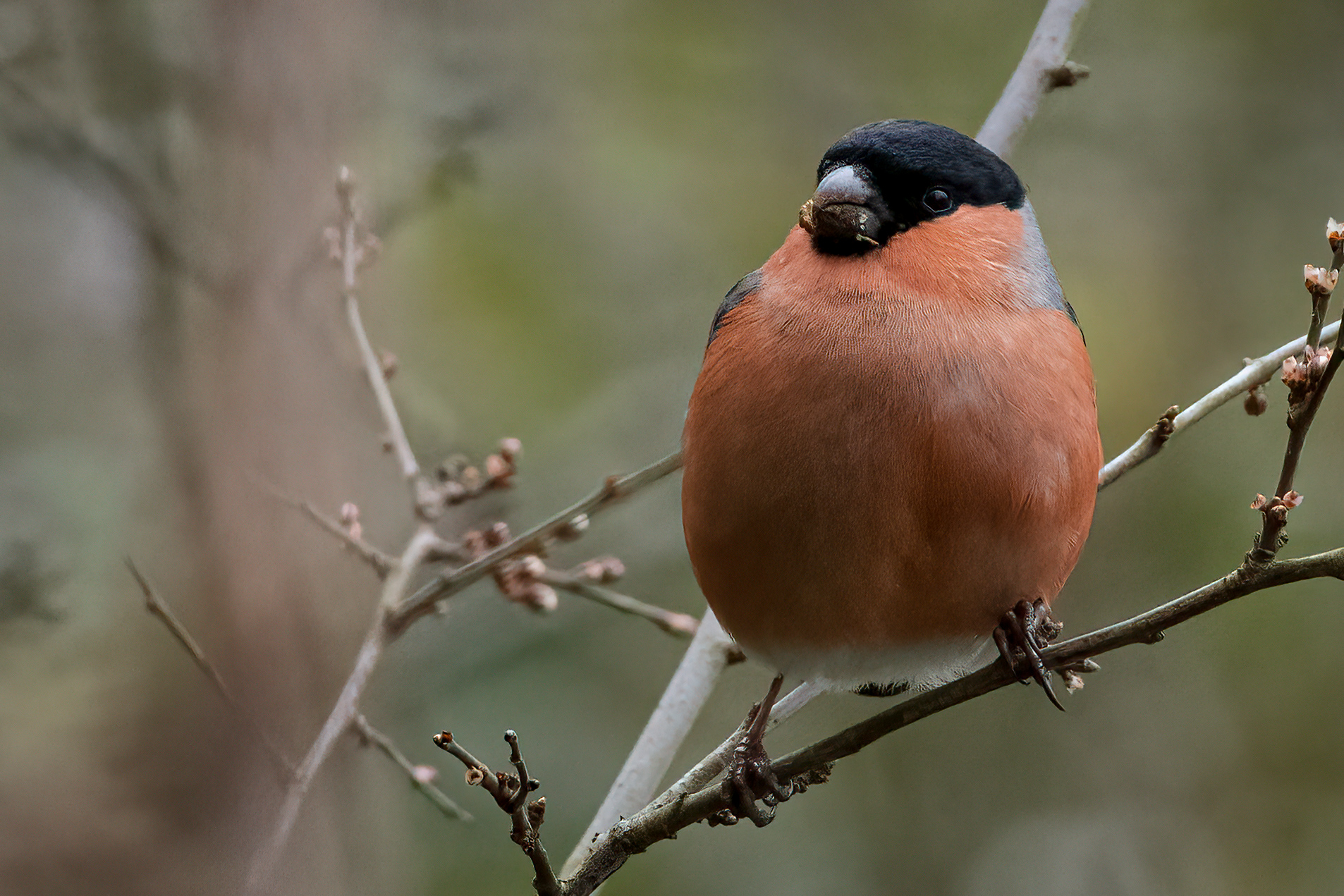 Birds.ie → Bullfinch