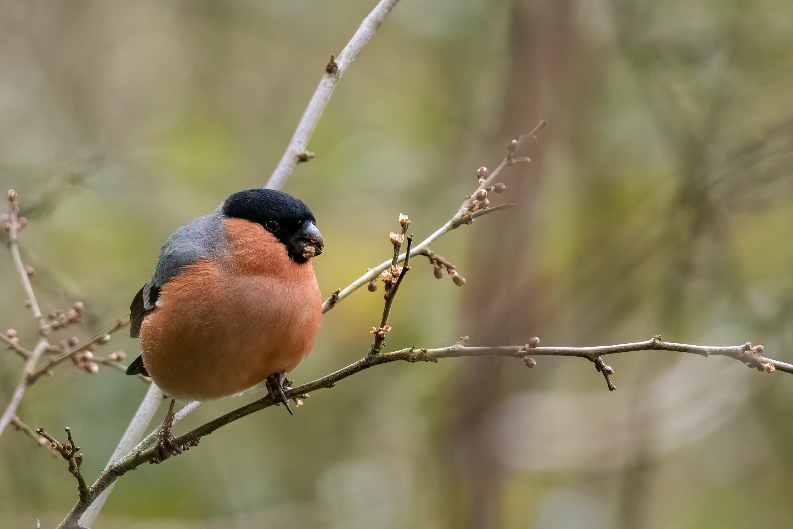 Birds.ie → Bullfinch