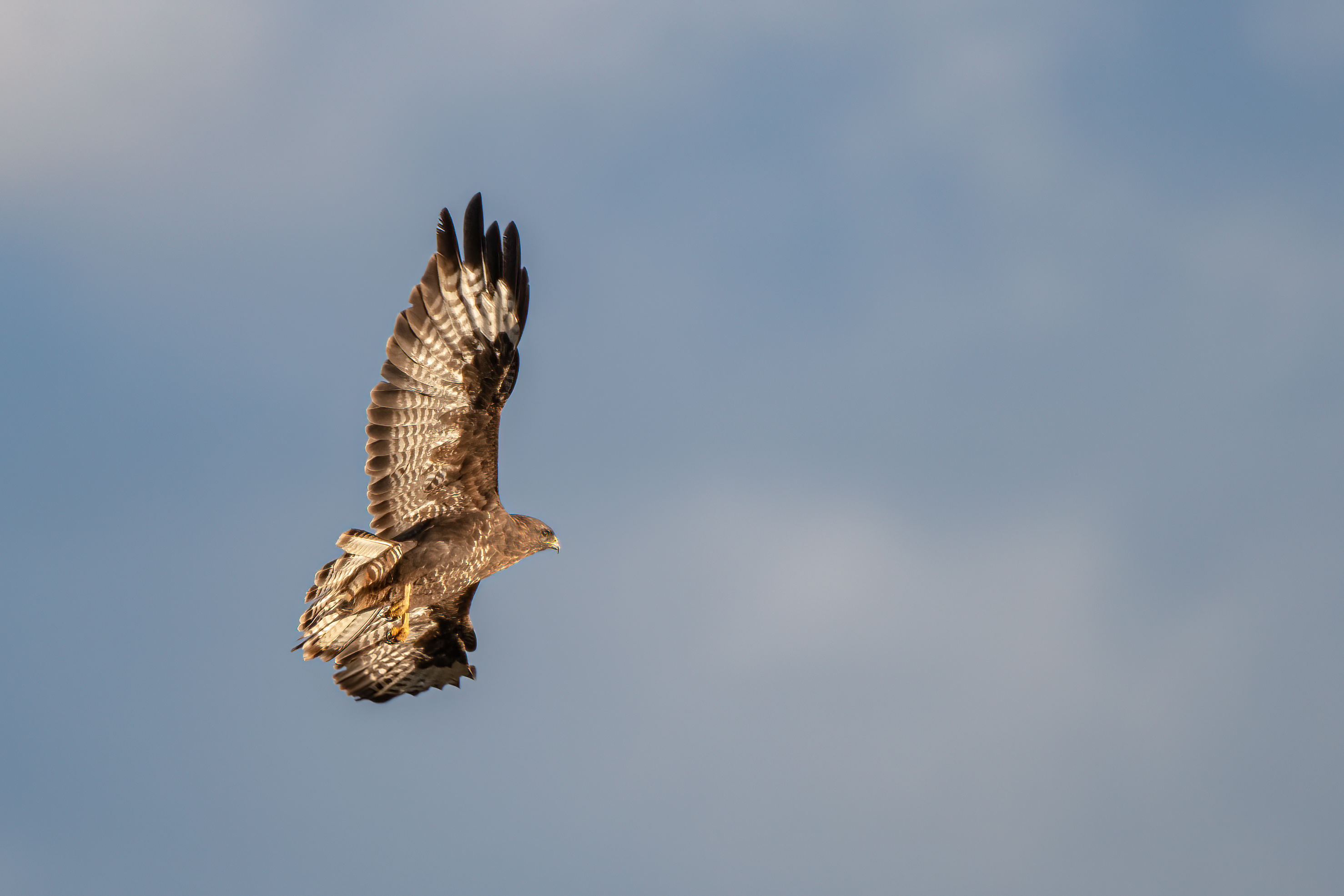 Birds.ie → Buzzard