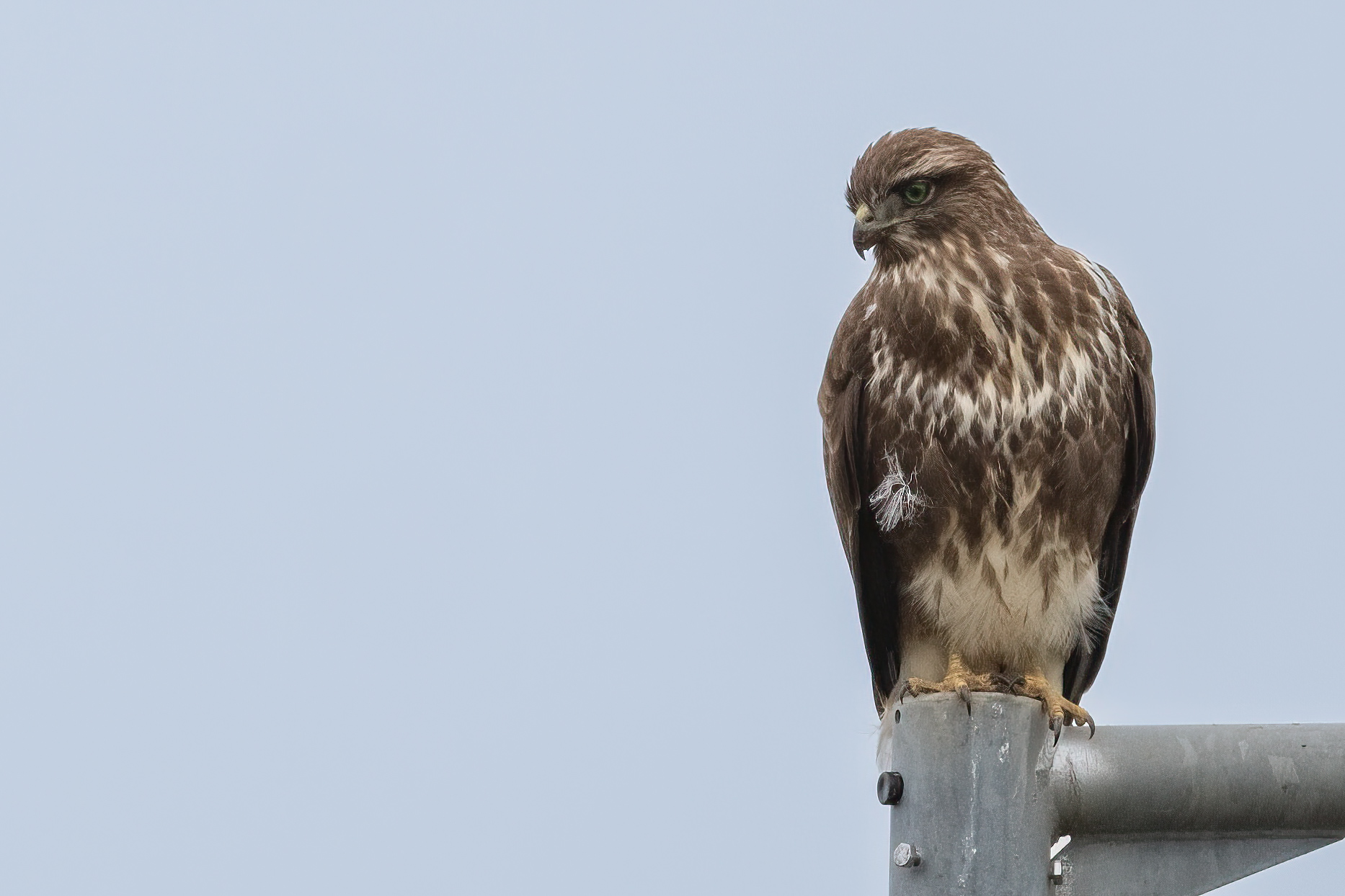 Birds.ie → Buzzard