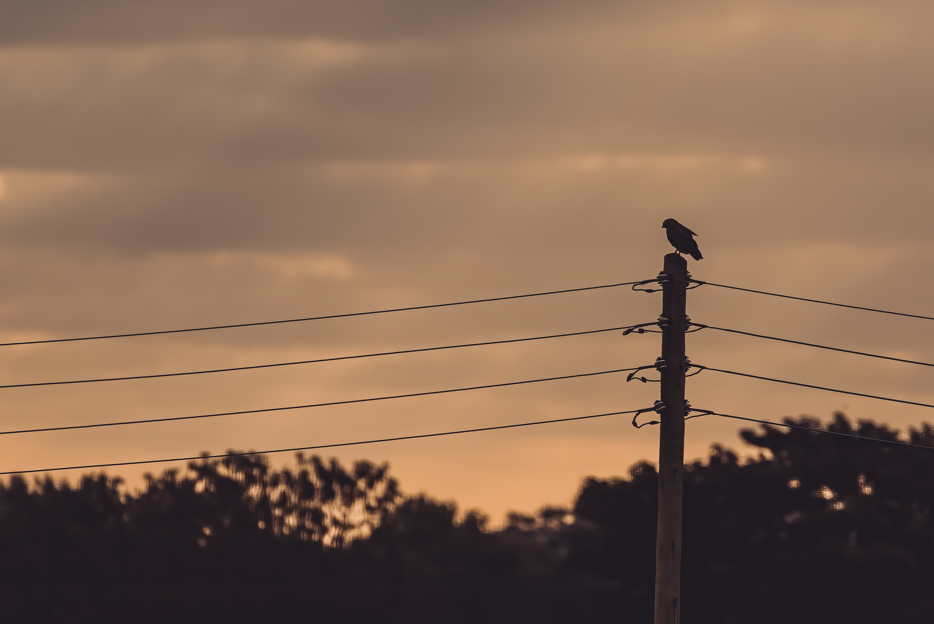 Birds.ie → Buzzard