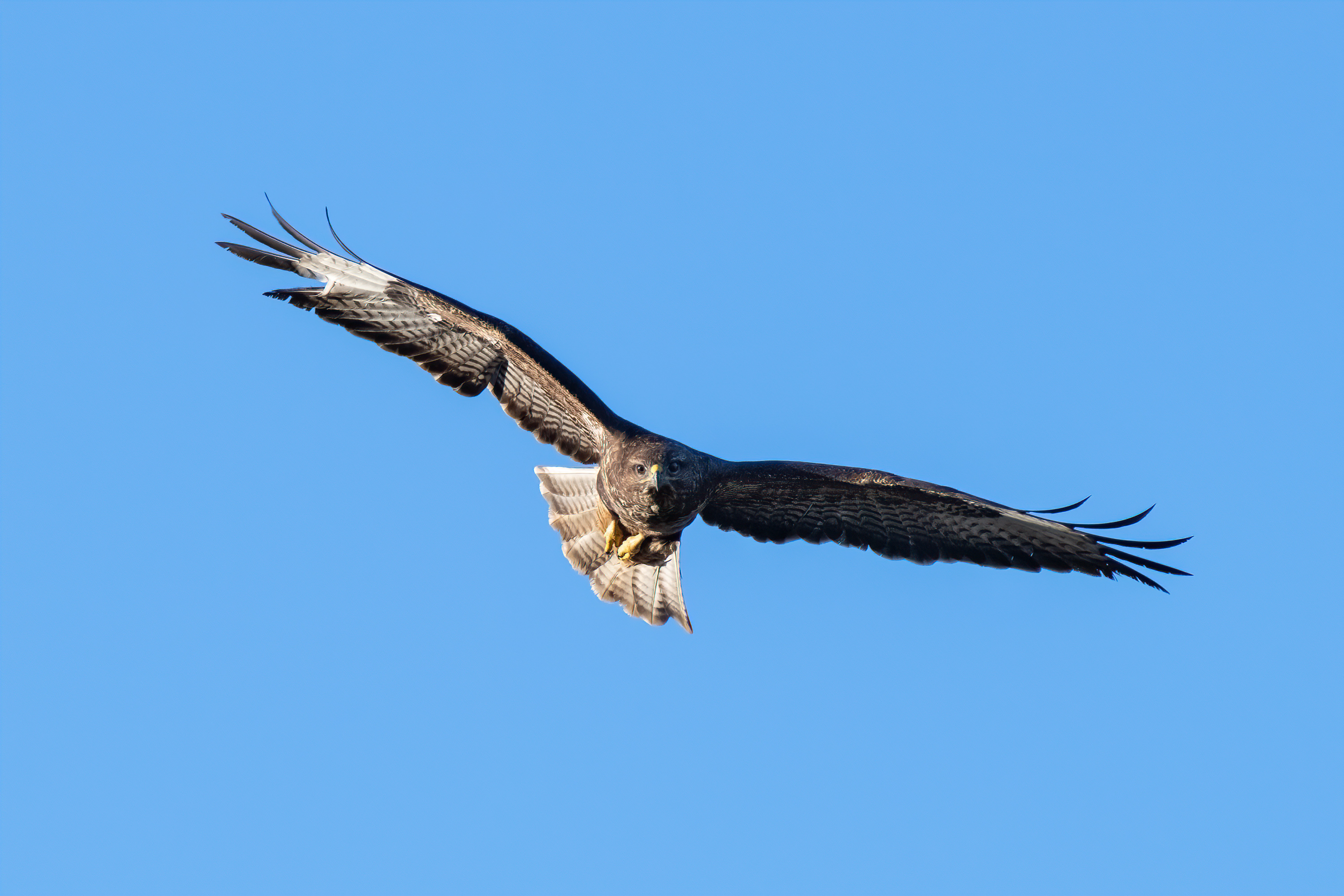 Birds.ie → Buzzard
