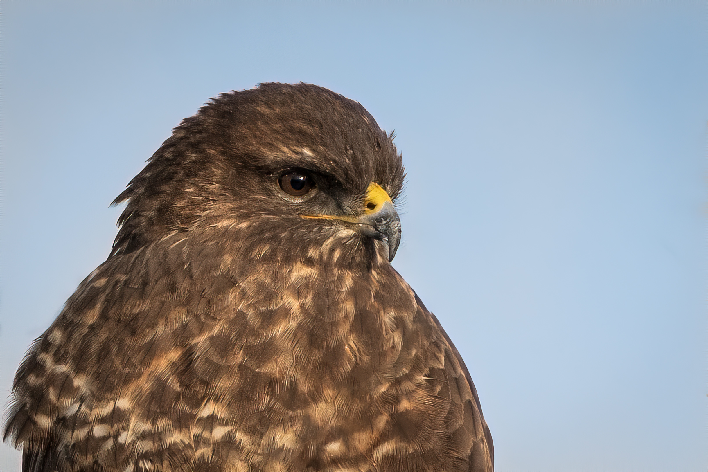 Birds.ie → Buzzard