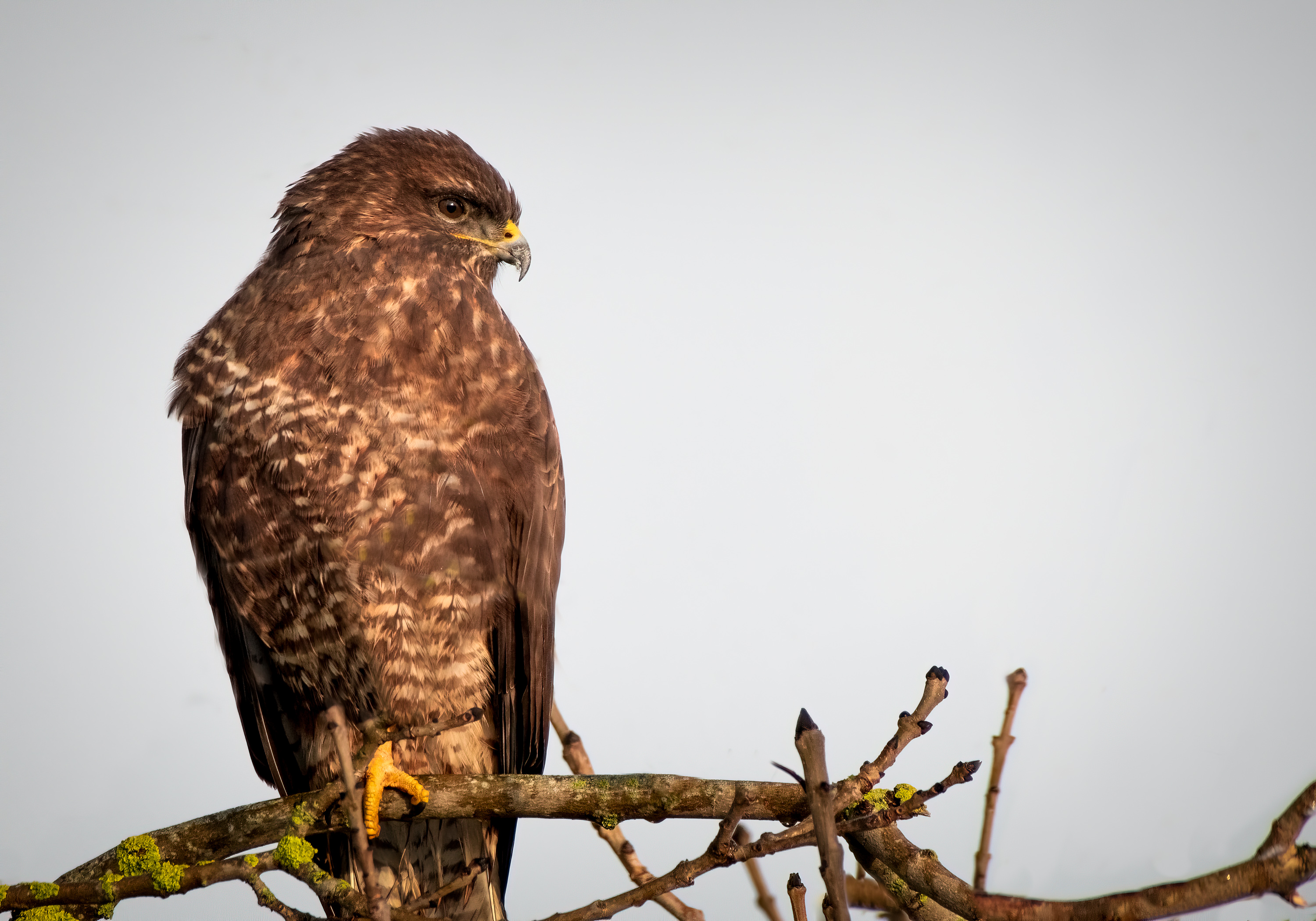 Birds.ie → Buzzard