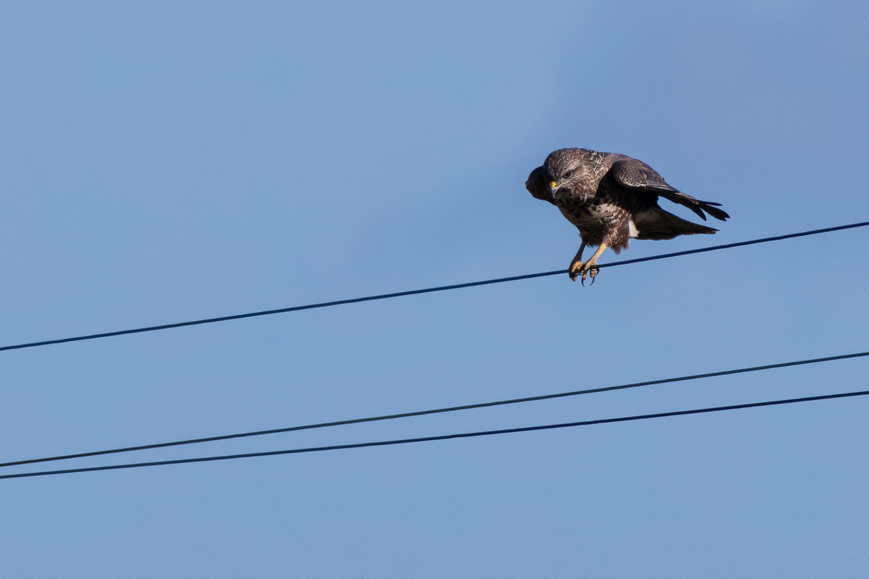 Birds.ie → Buzzard