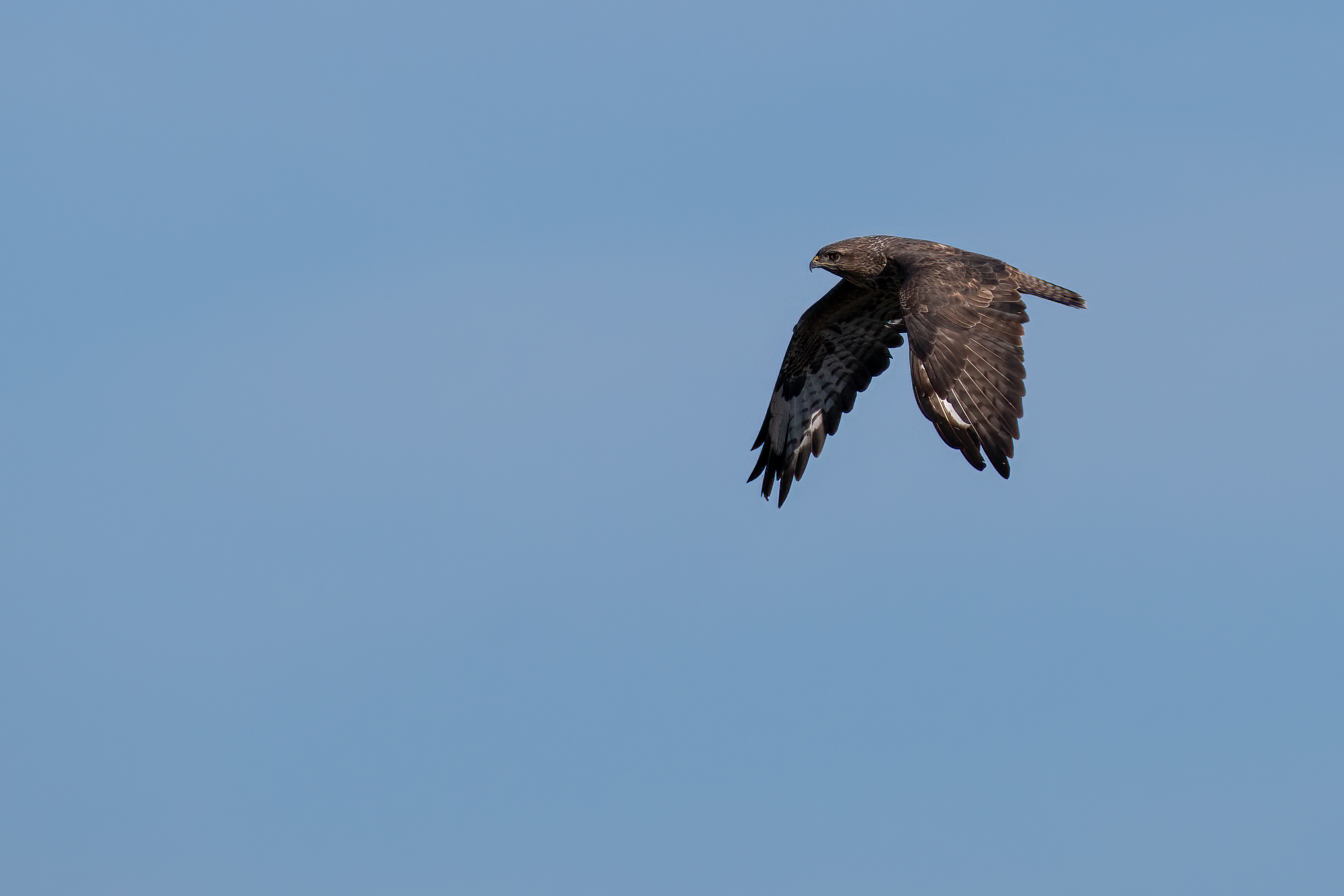 Birds.ie → Buzzard