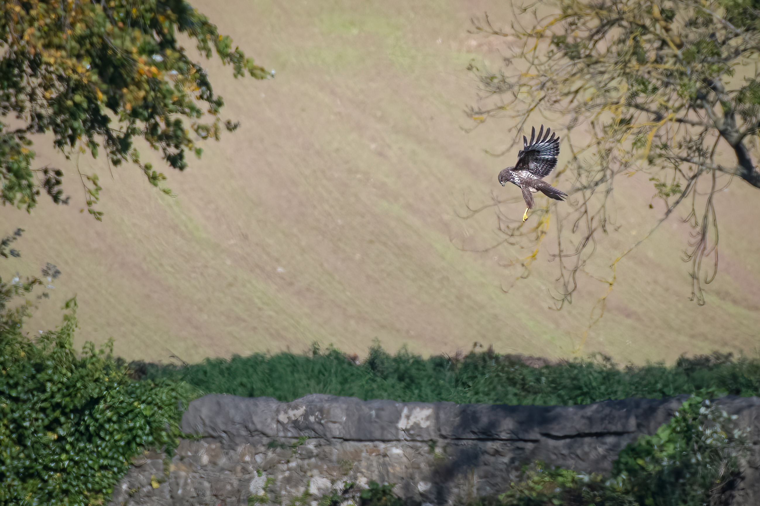 Birds.ie → Buzzard