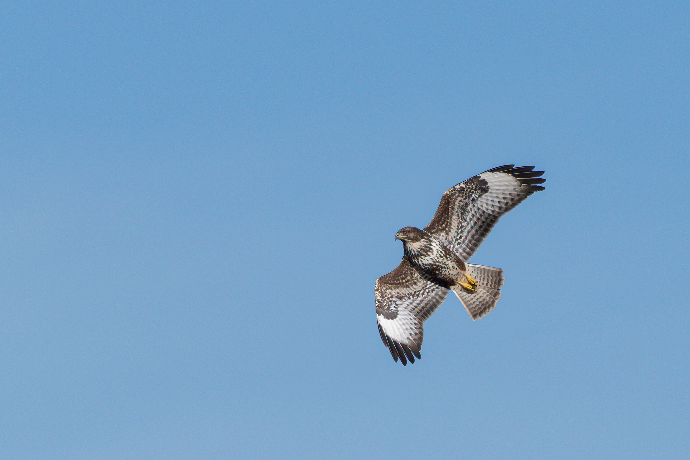 Birds.ie → Buzzard