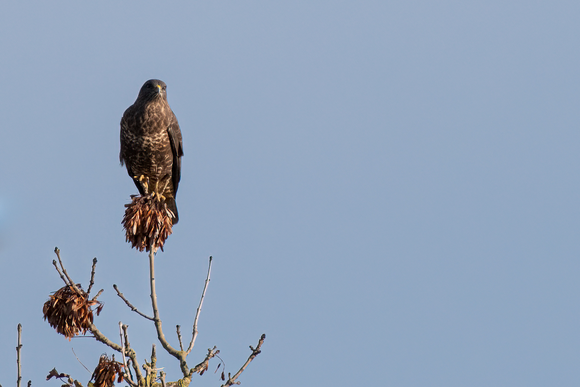 Birds.ie → Buzzard