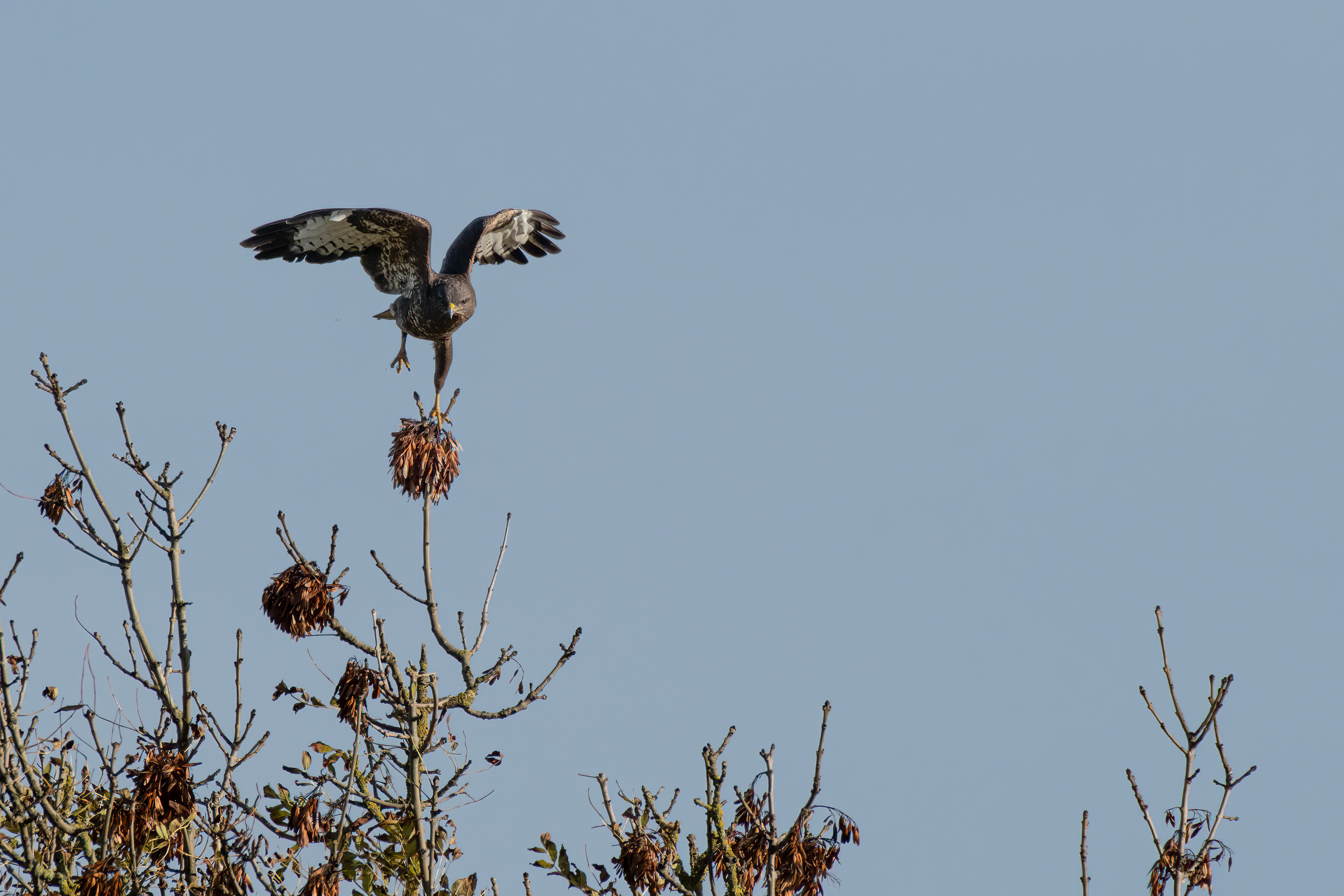 Birds.ie → Buzzard