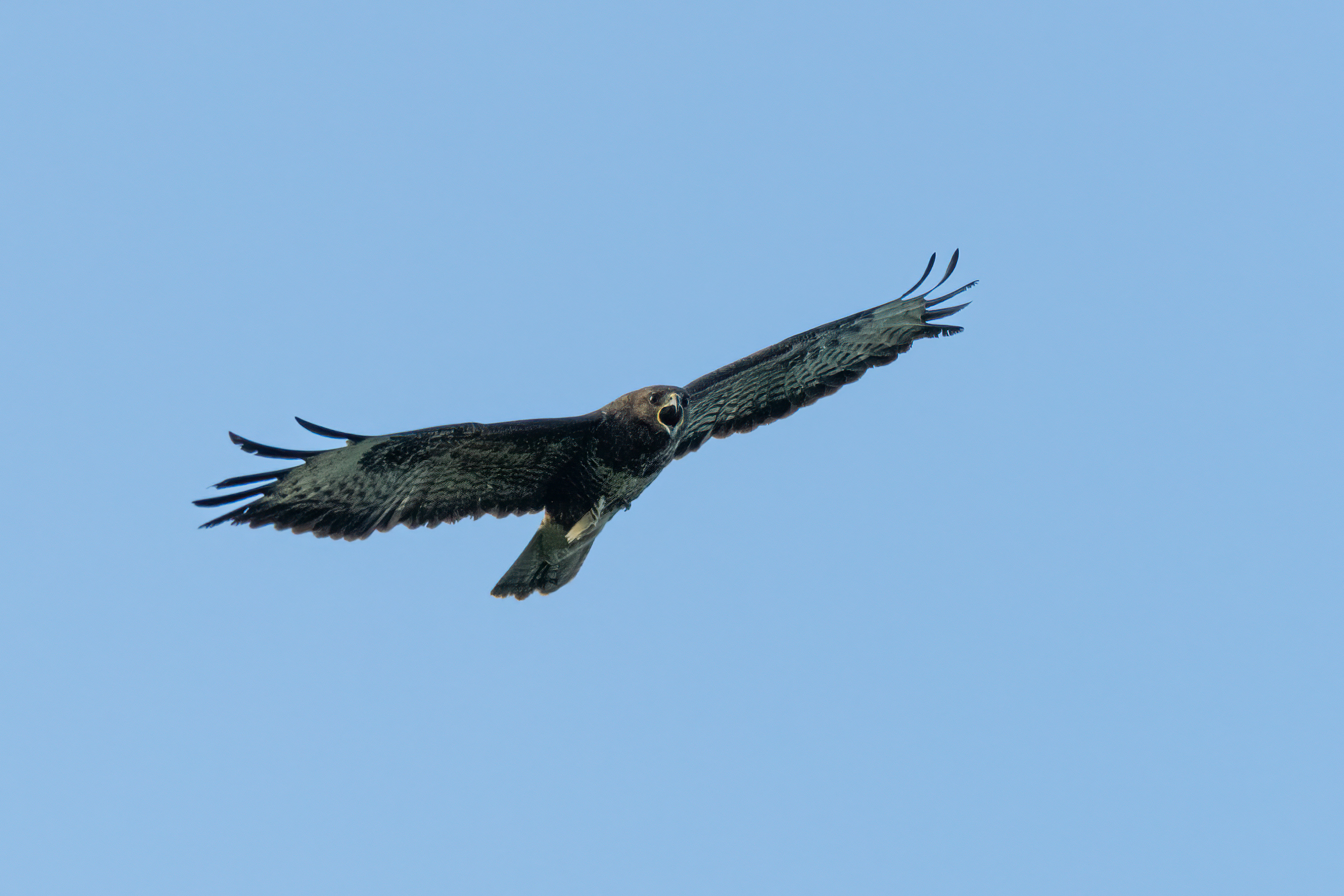 Birds.ie → Buzzard