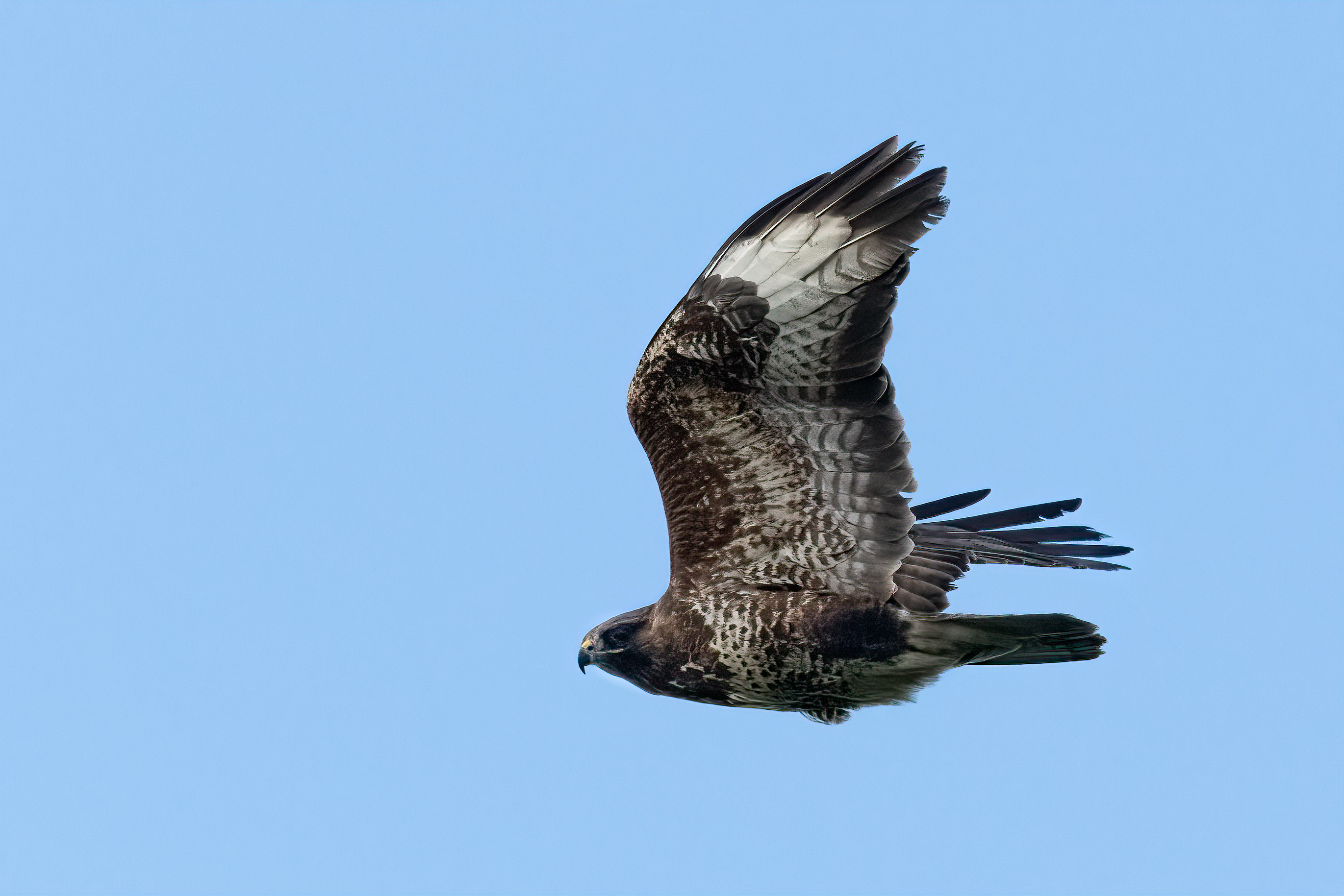 Birds.ie → Buzzard