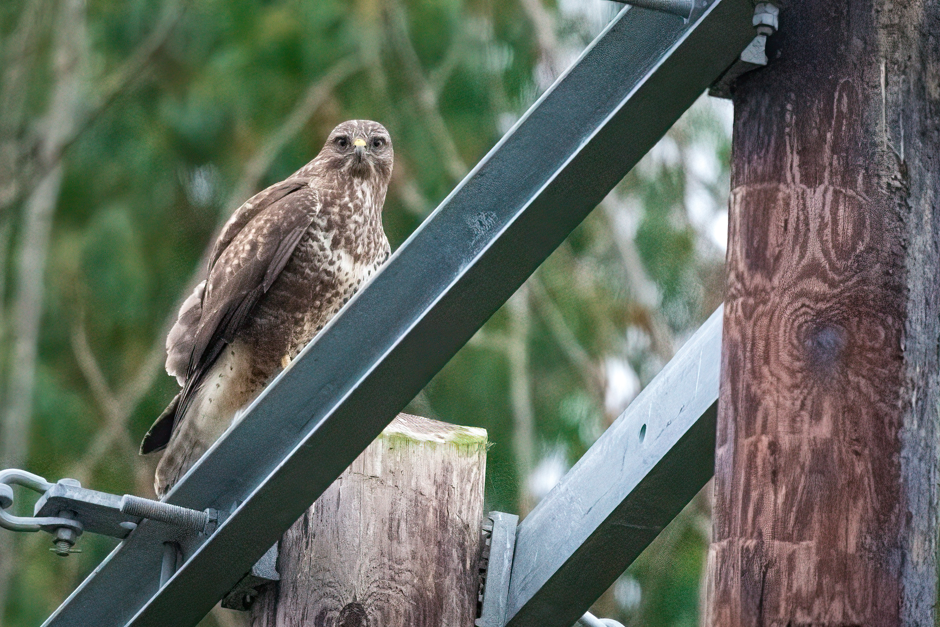 Birds.ie → Buzzard