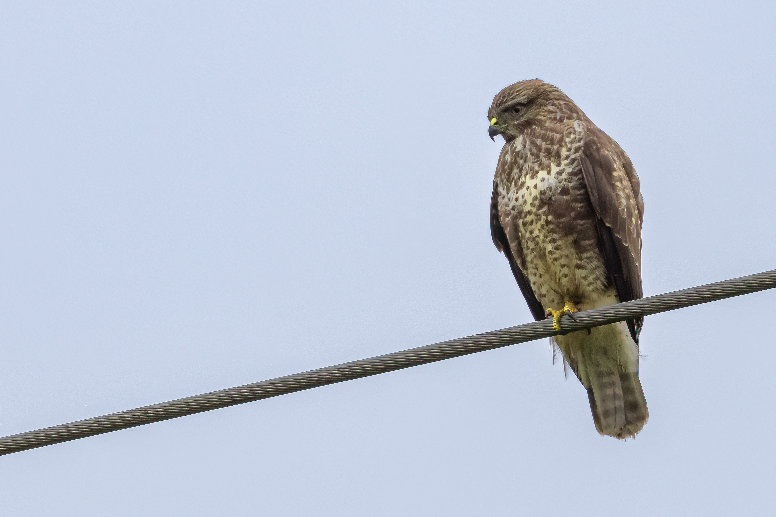 Birds.ie → Buzzard