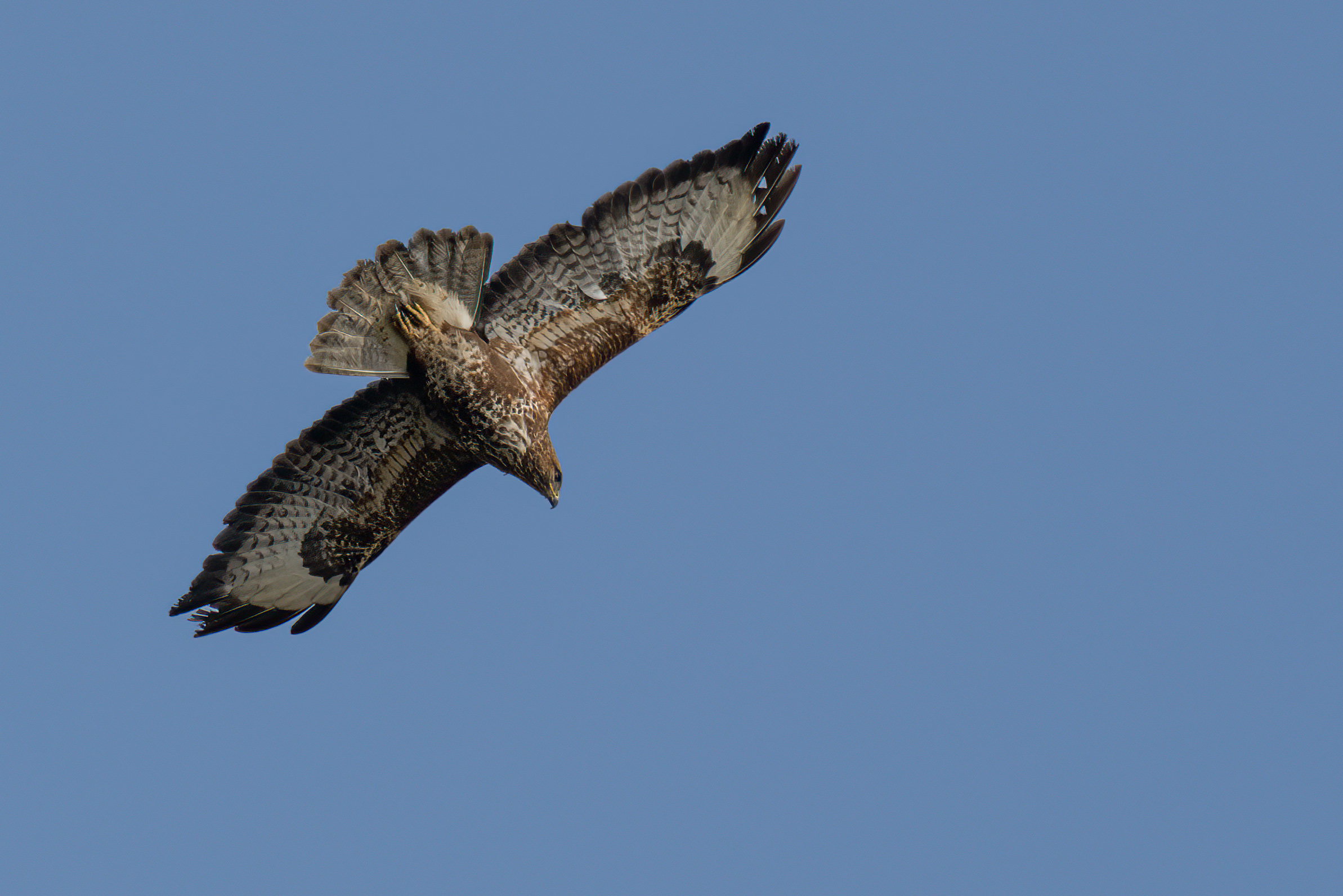 Birds.ie → Buzzard