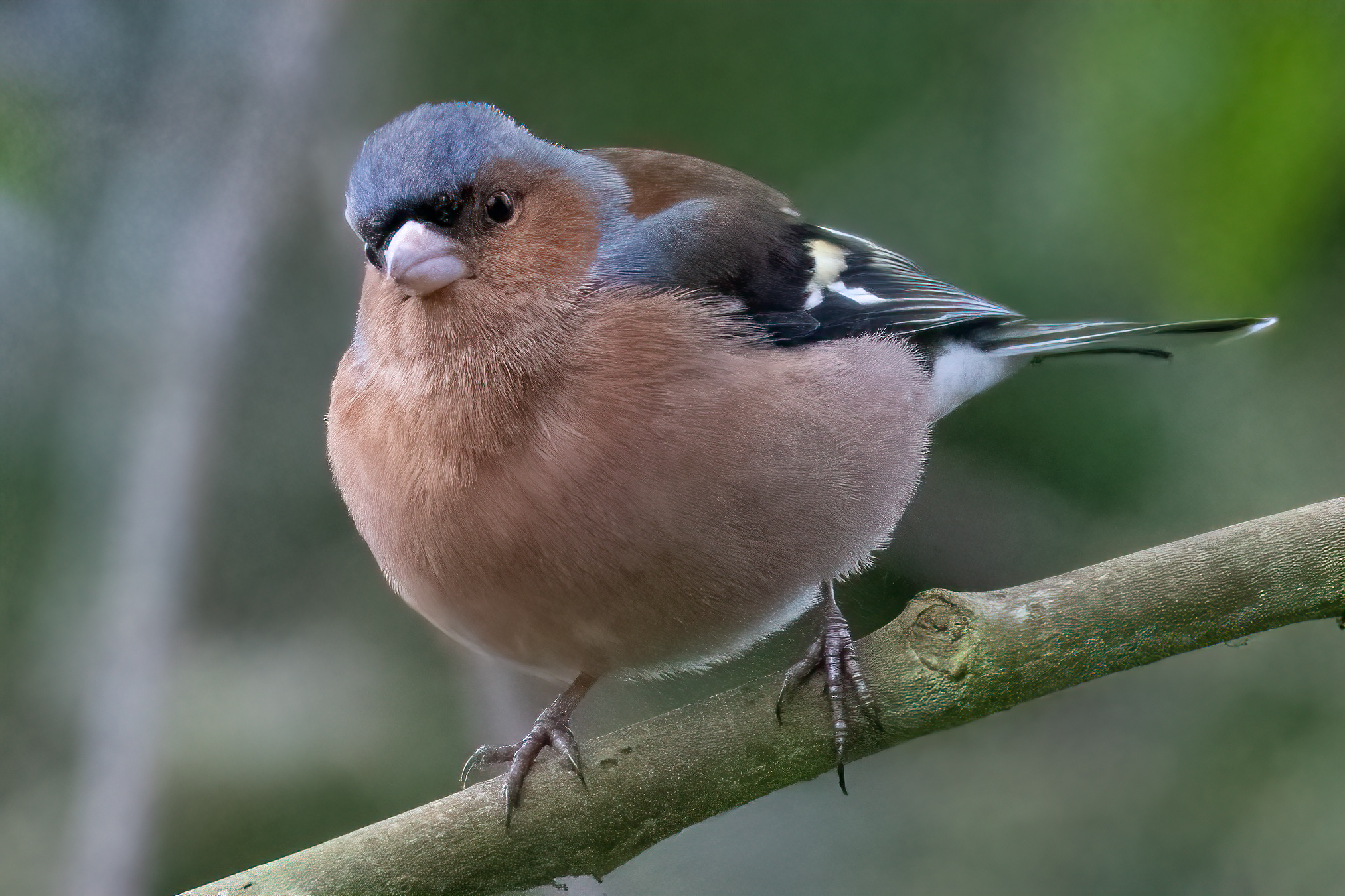 Birds.ie → Chaffinch