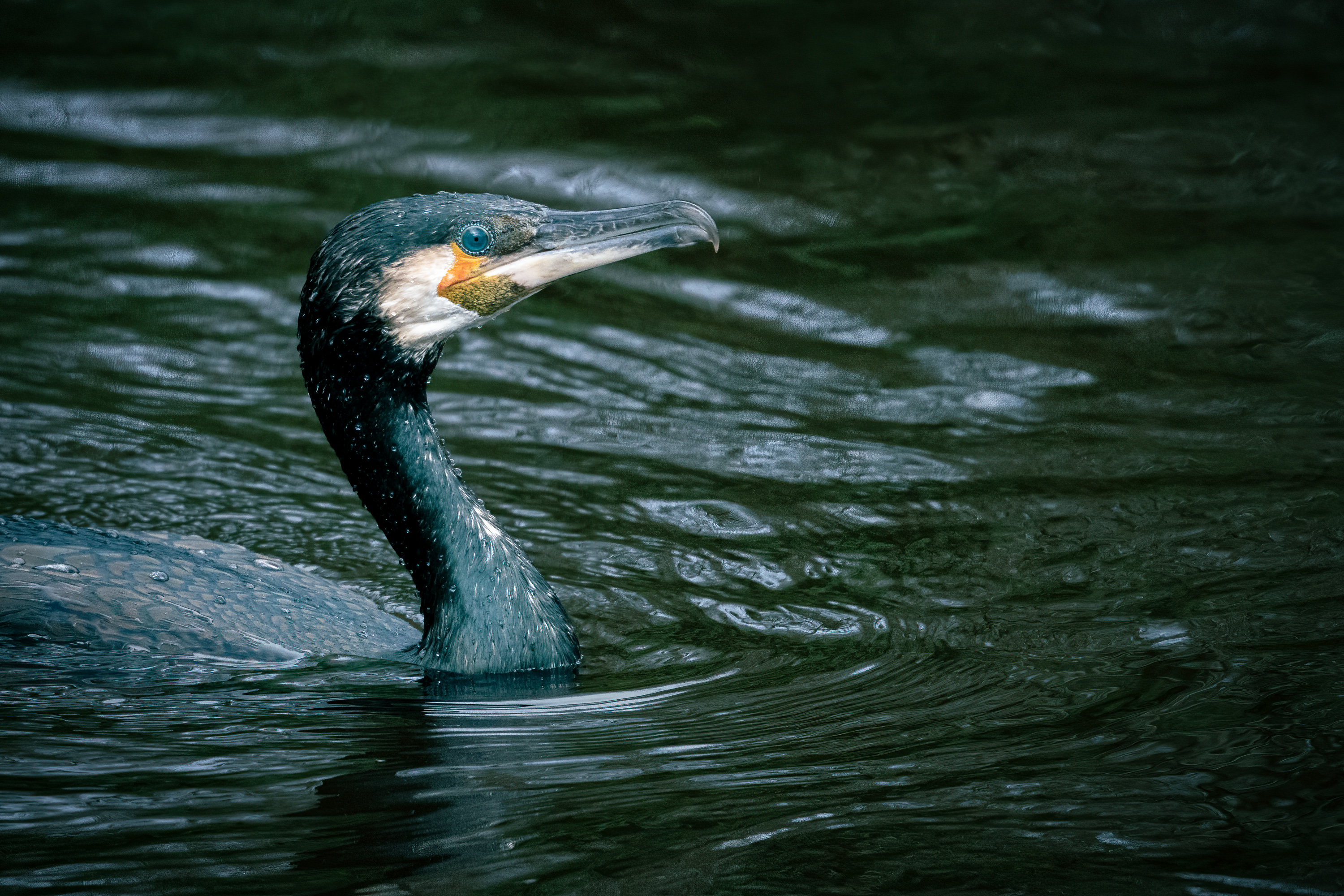 Birds.ie → Cormorant