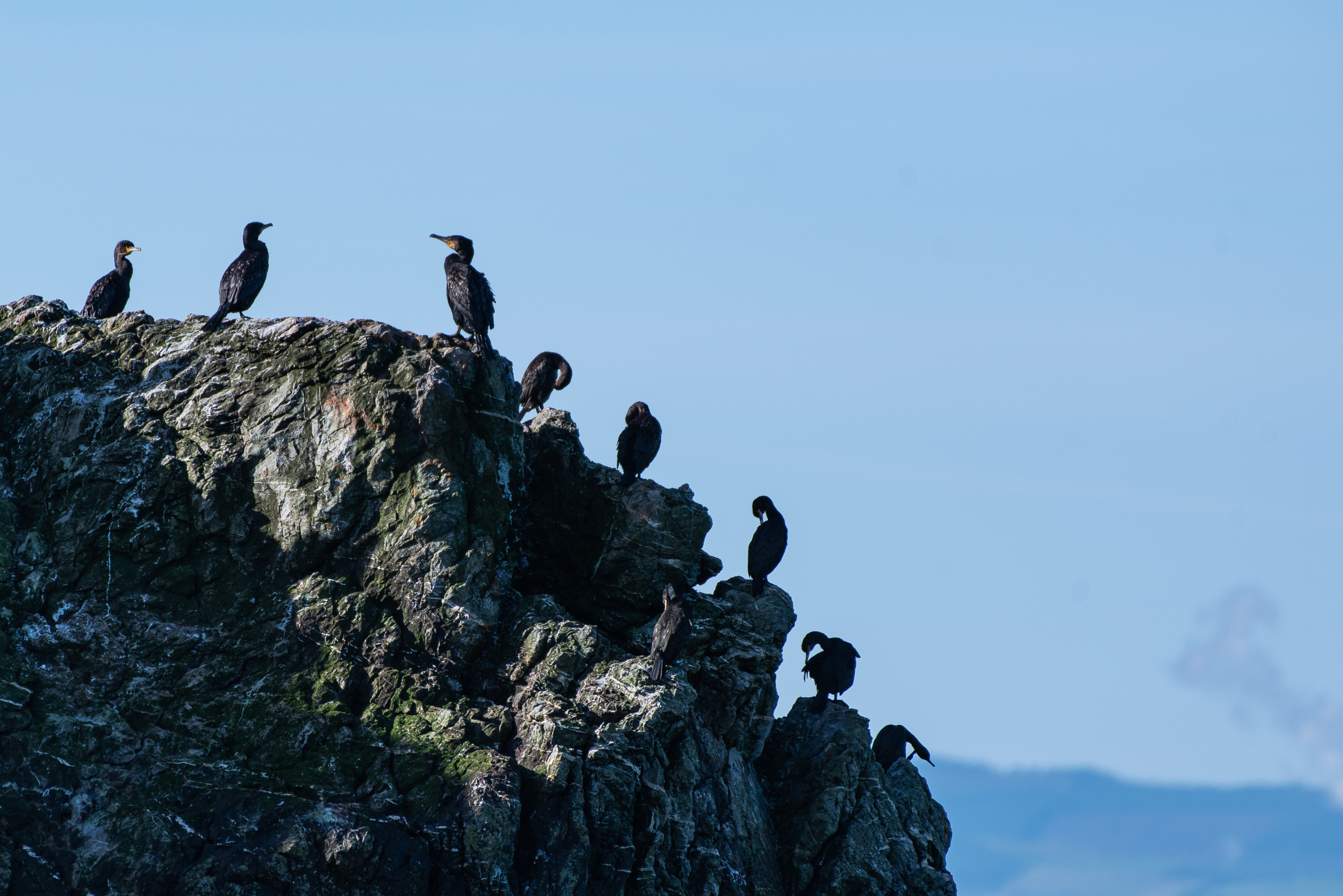 Birds.ie → Cormorant