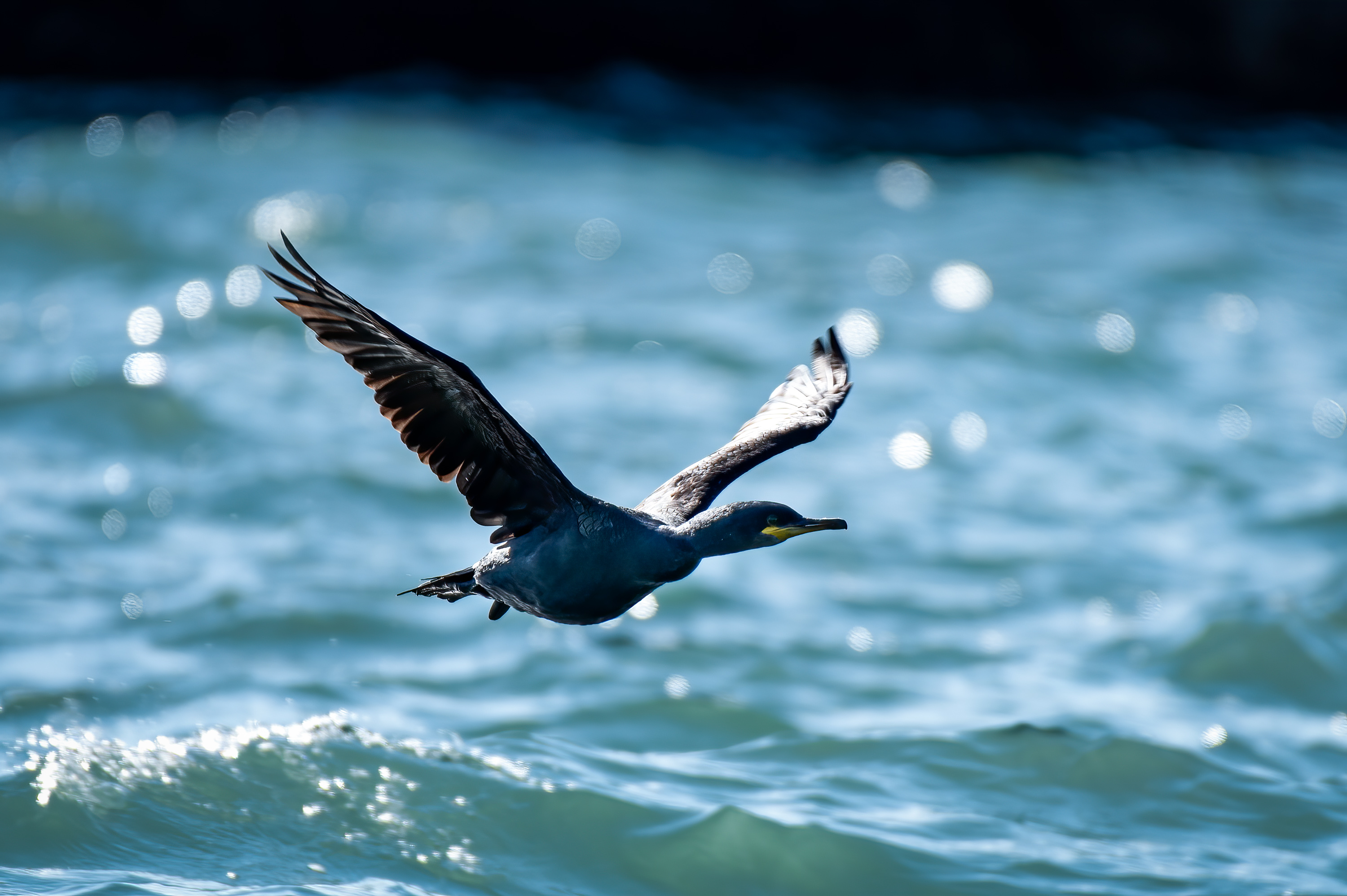 Birds.ie → Cormorant