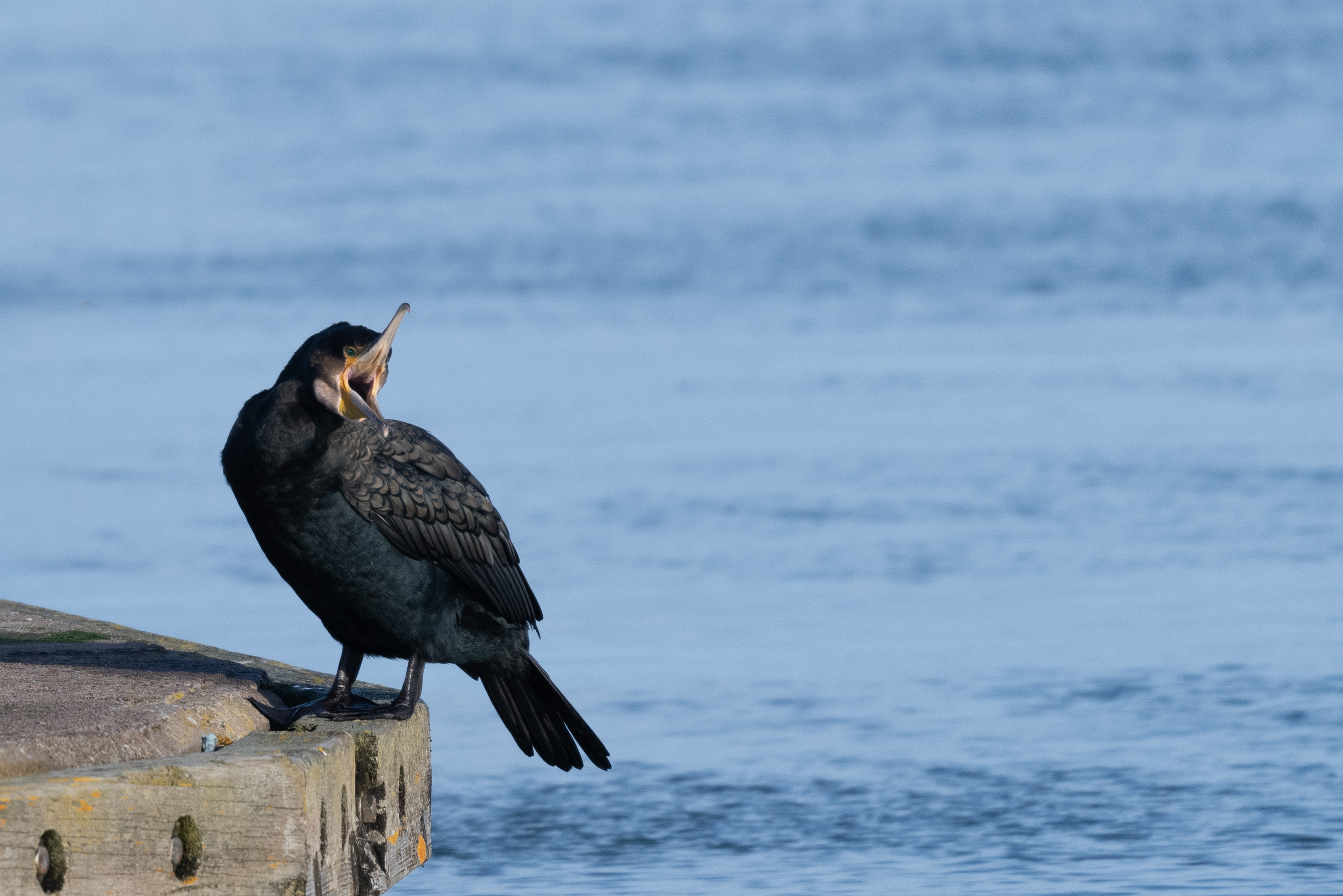 Birds.ie → Cormorant