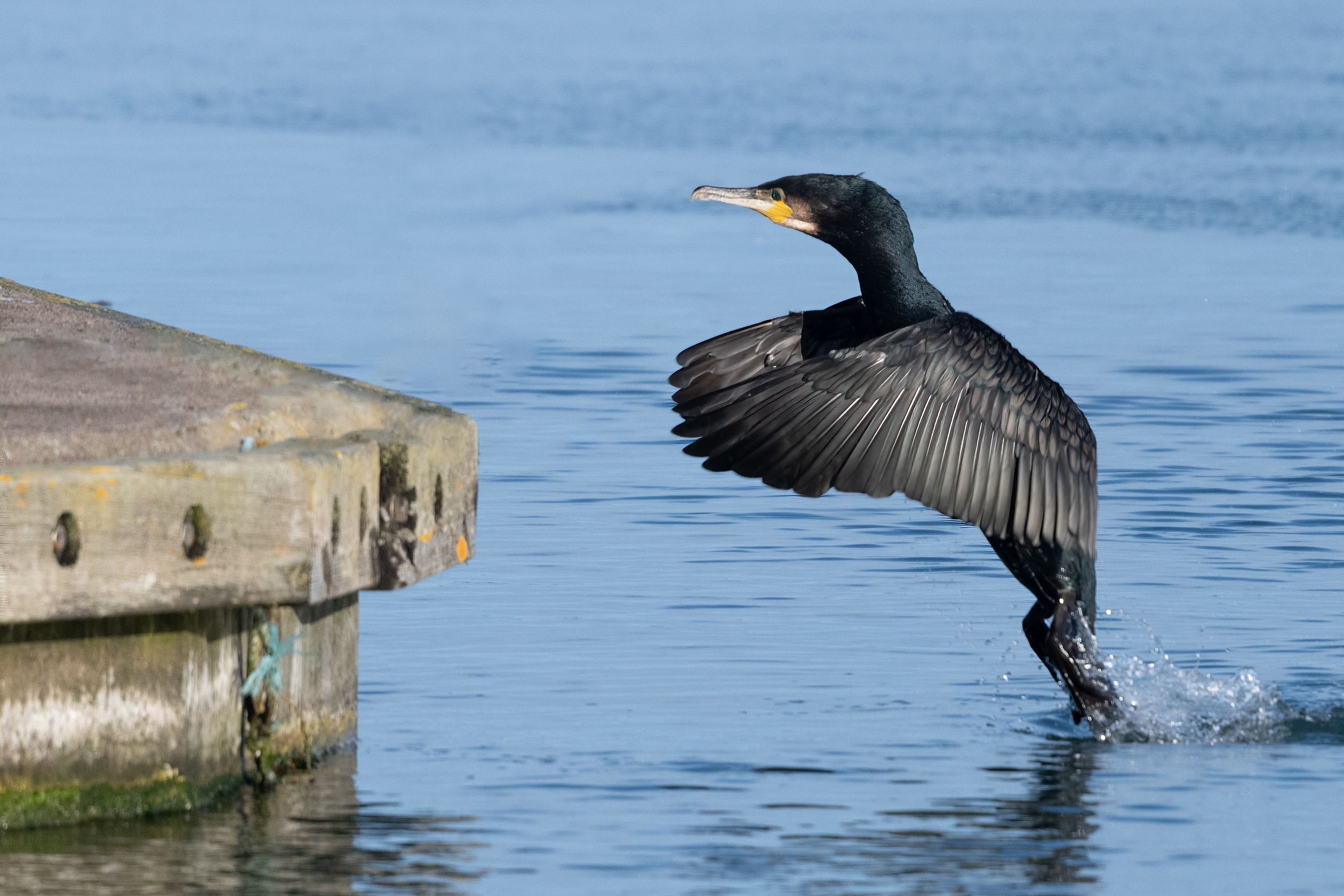 Birds.ie → Cormorant