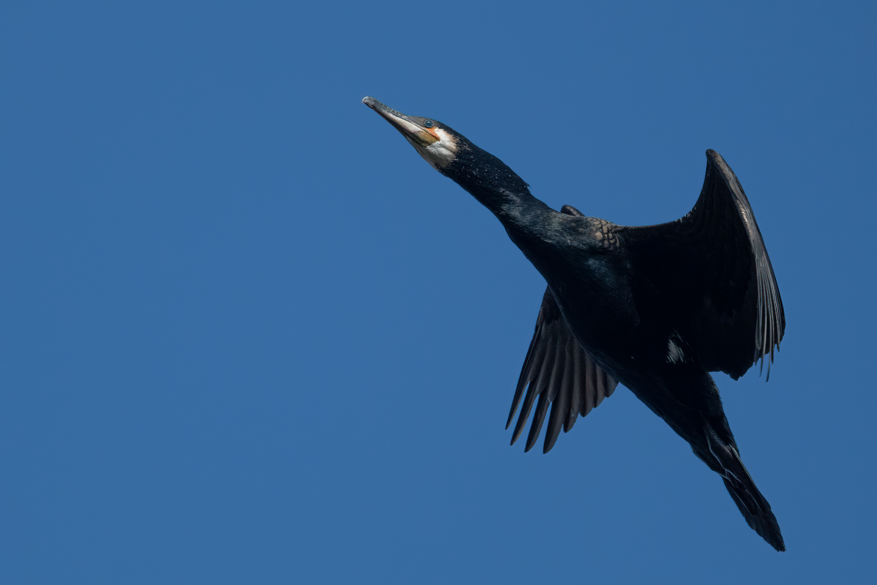 Birds.ie → Cormorant