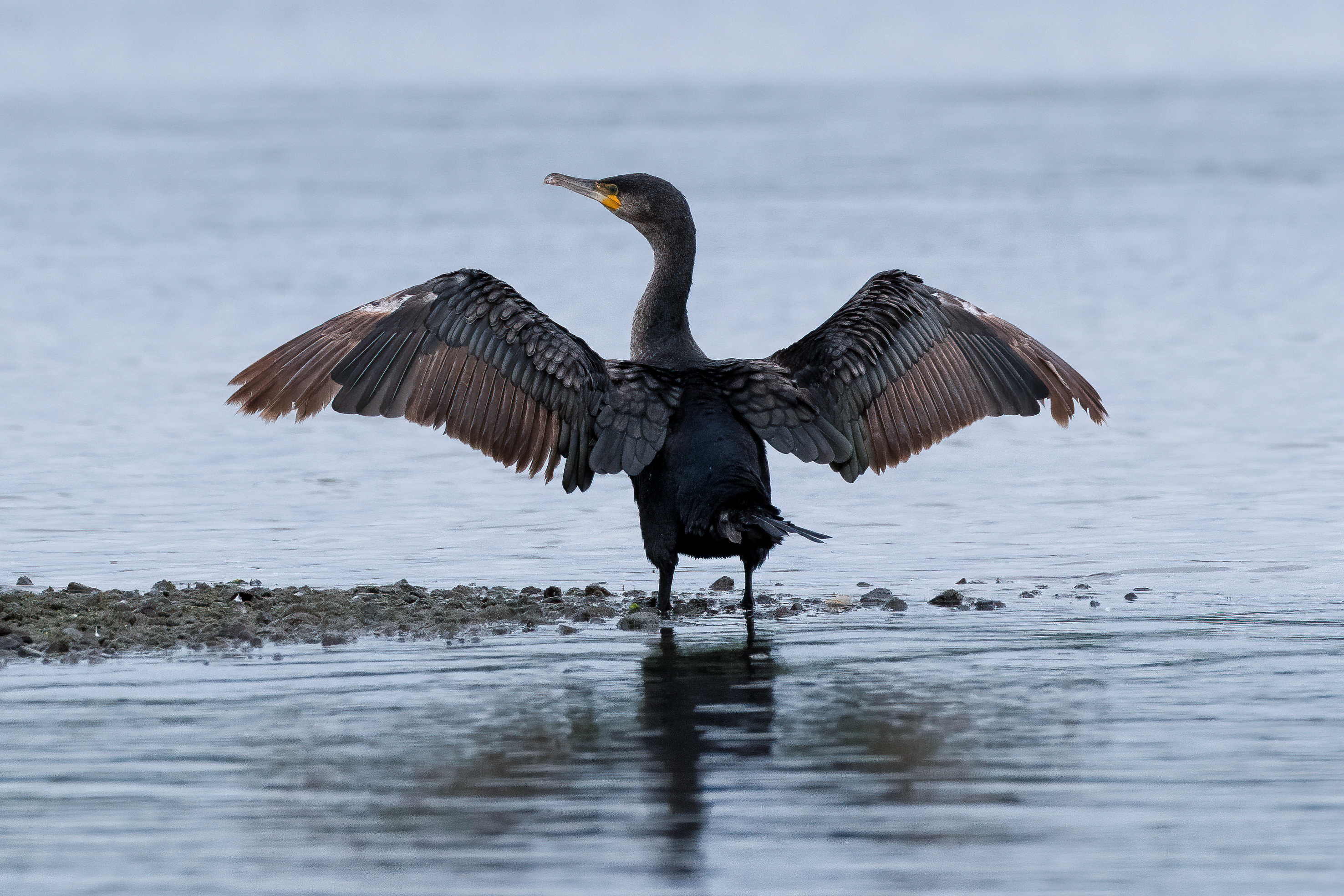 Birds.ie → Cormorant
