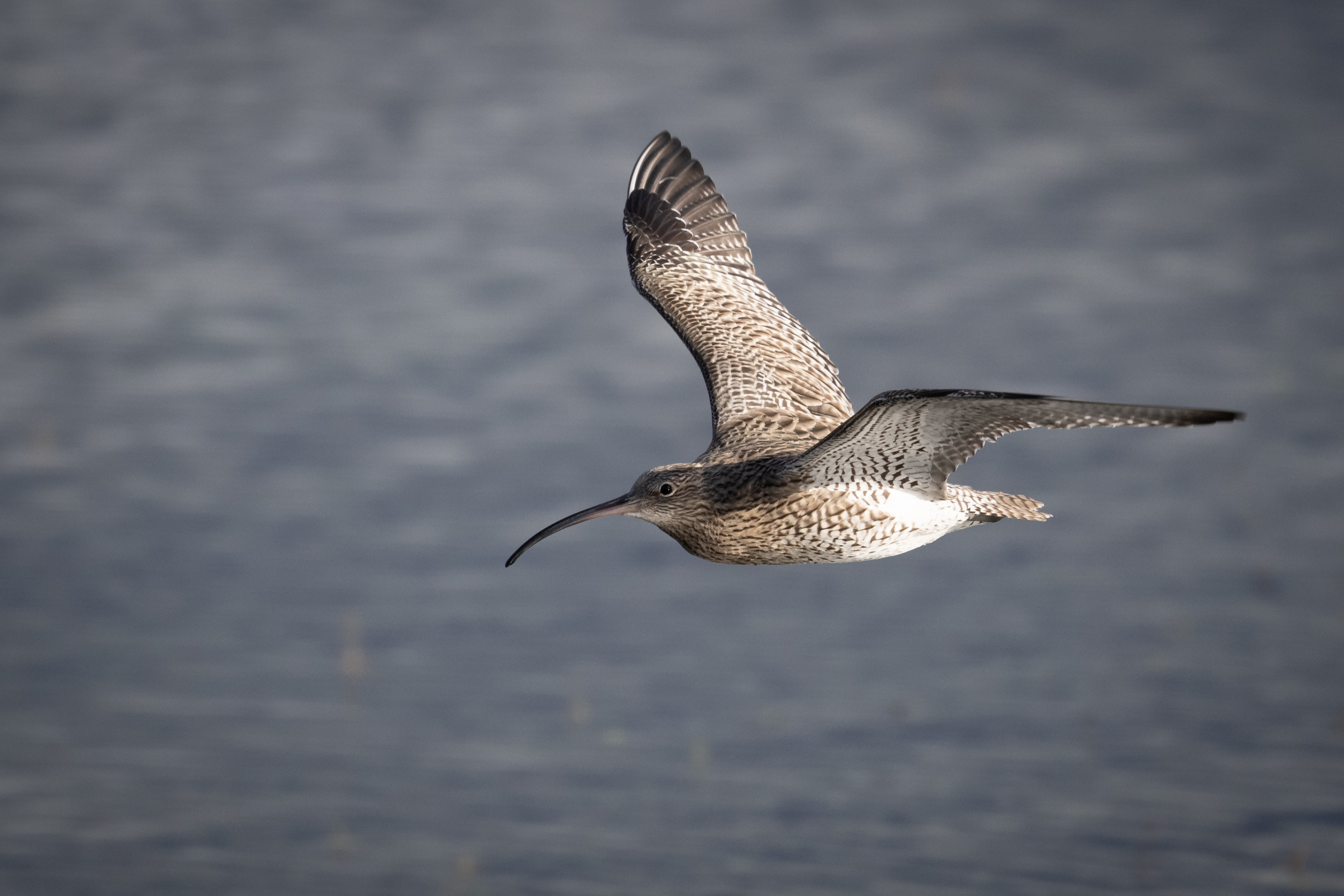 Birds.ie → Curlew