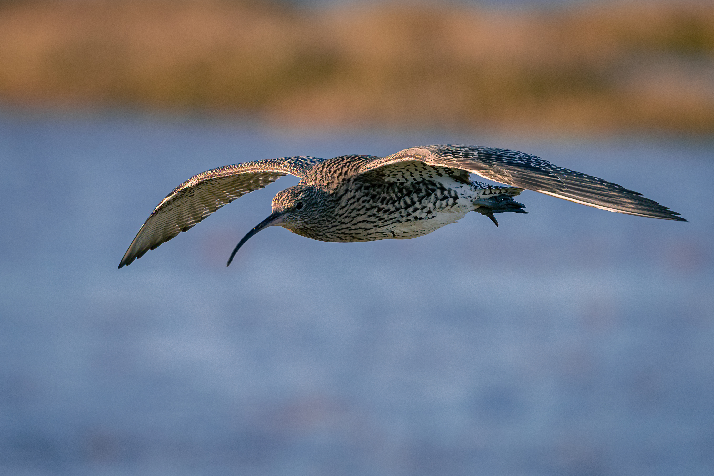 Birds.ie → Curlew
