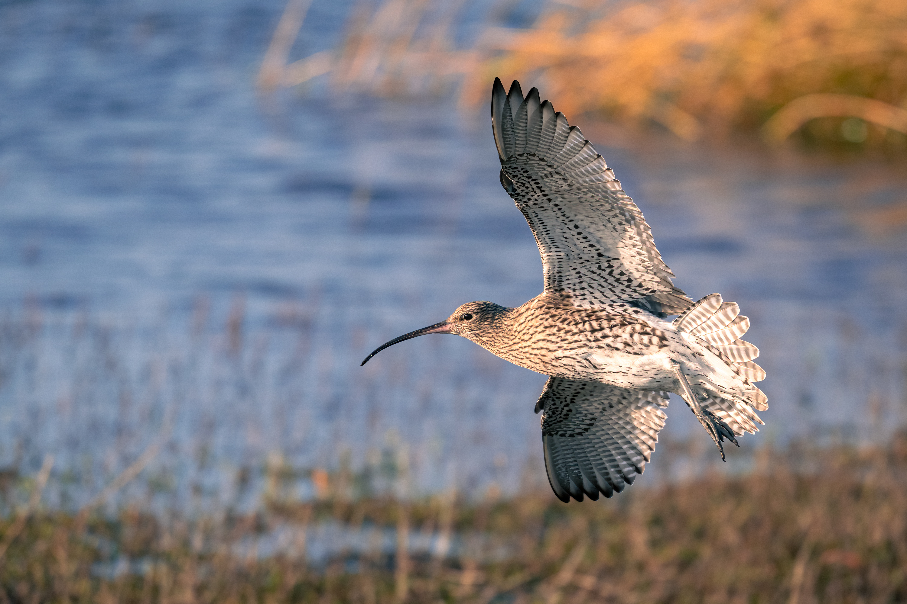 Birds.ie → Curlew