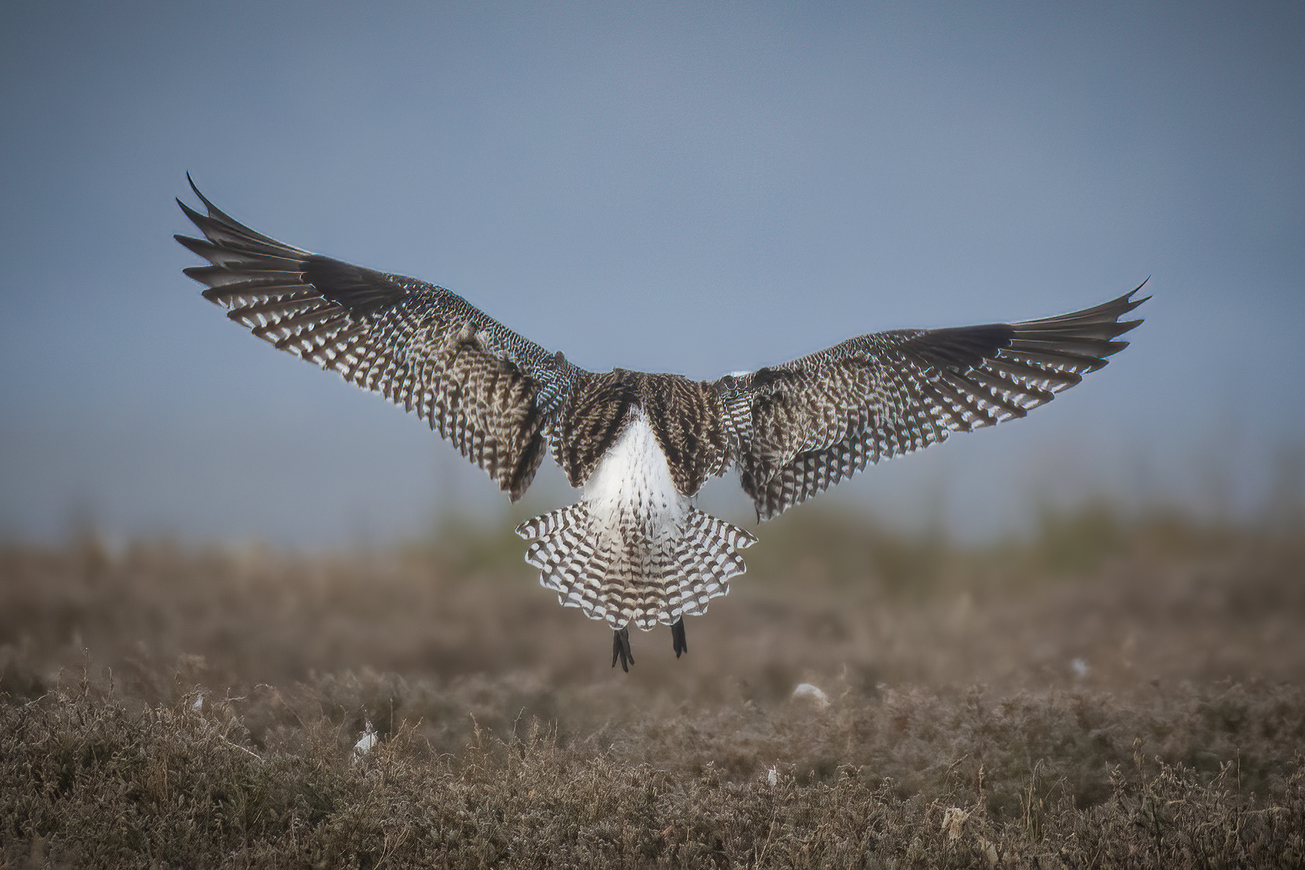 Birds.ie → Curlew
