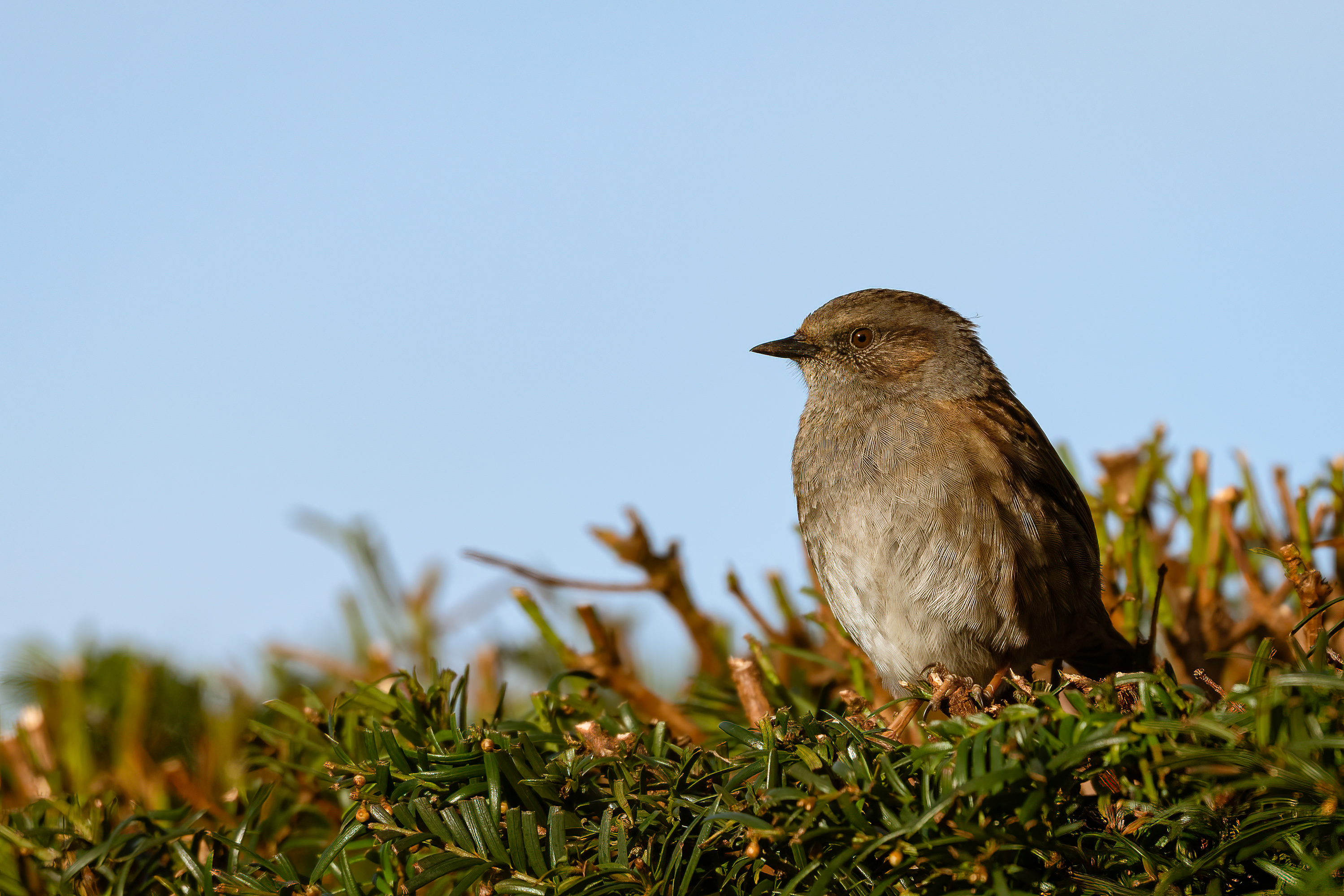Birds.ie → Dunnock