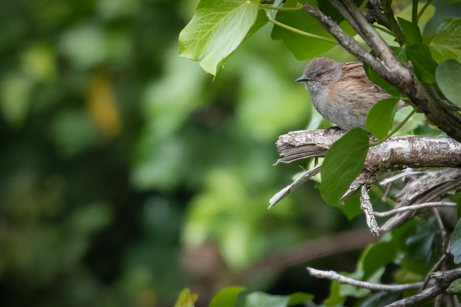 Birds.ie → Dunnock