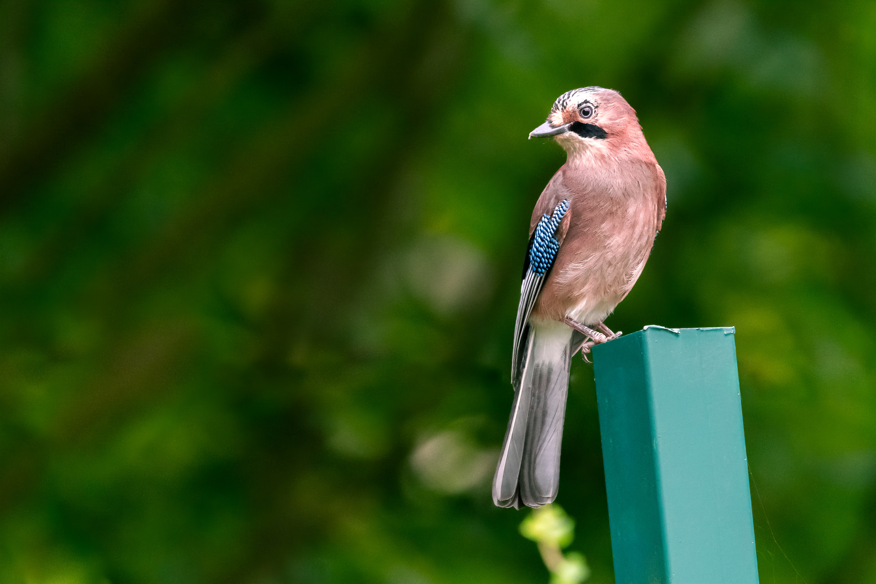 Birds.ie → Eurasian Jay