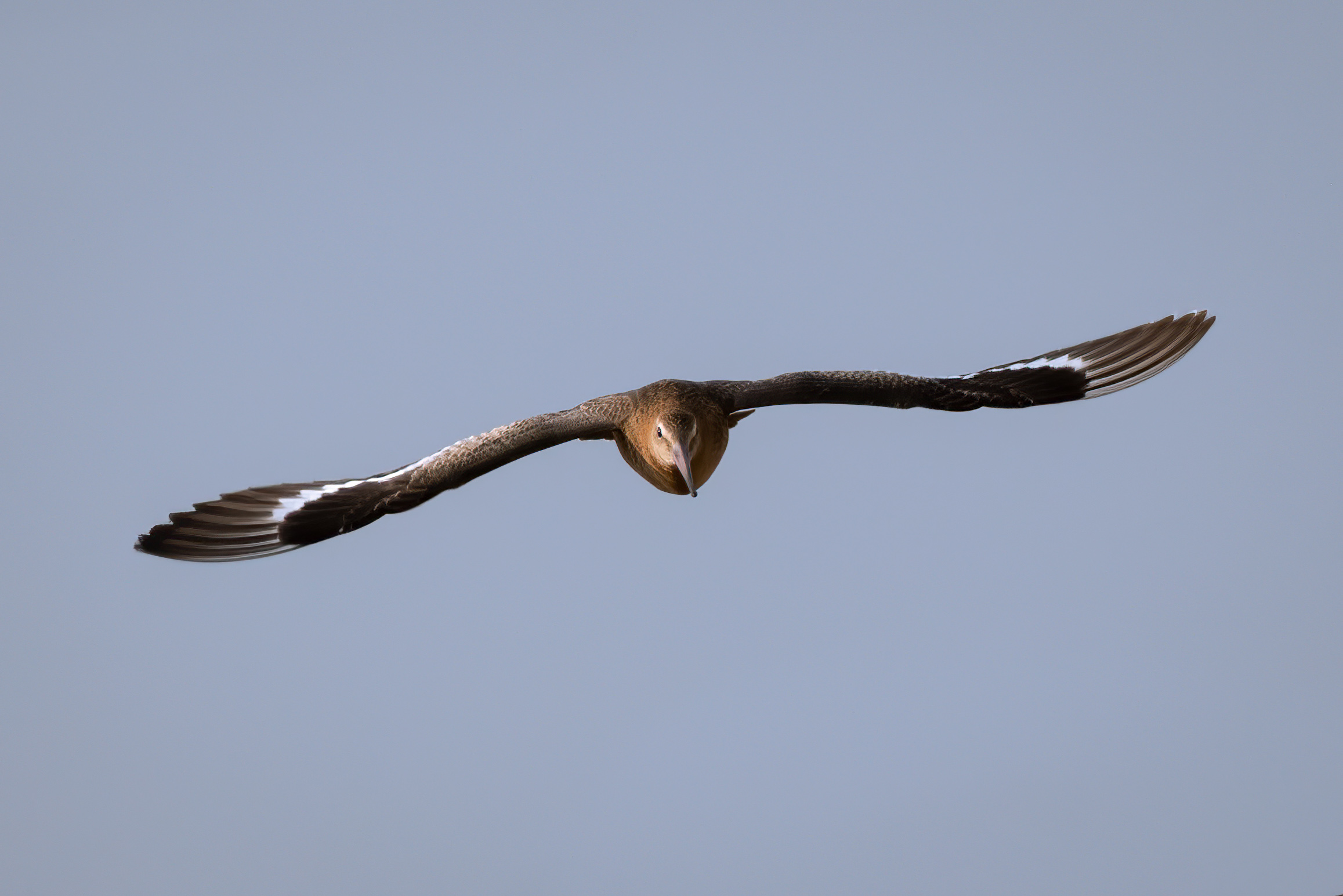 Birds.ie → Godwit